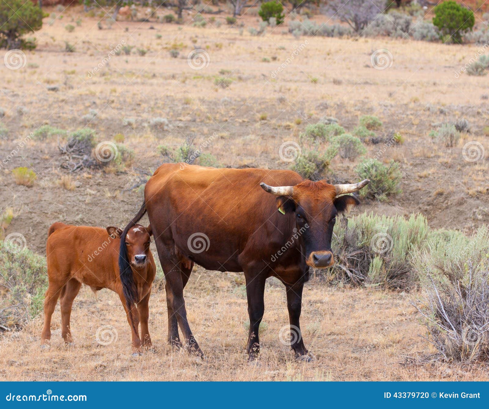 Cow and Calf stock photo. Image of basin, utah, formation - 43379720