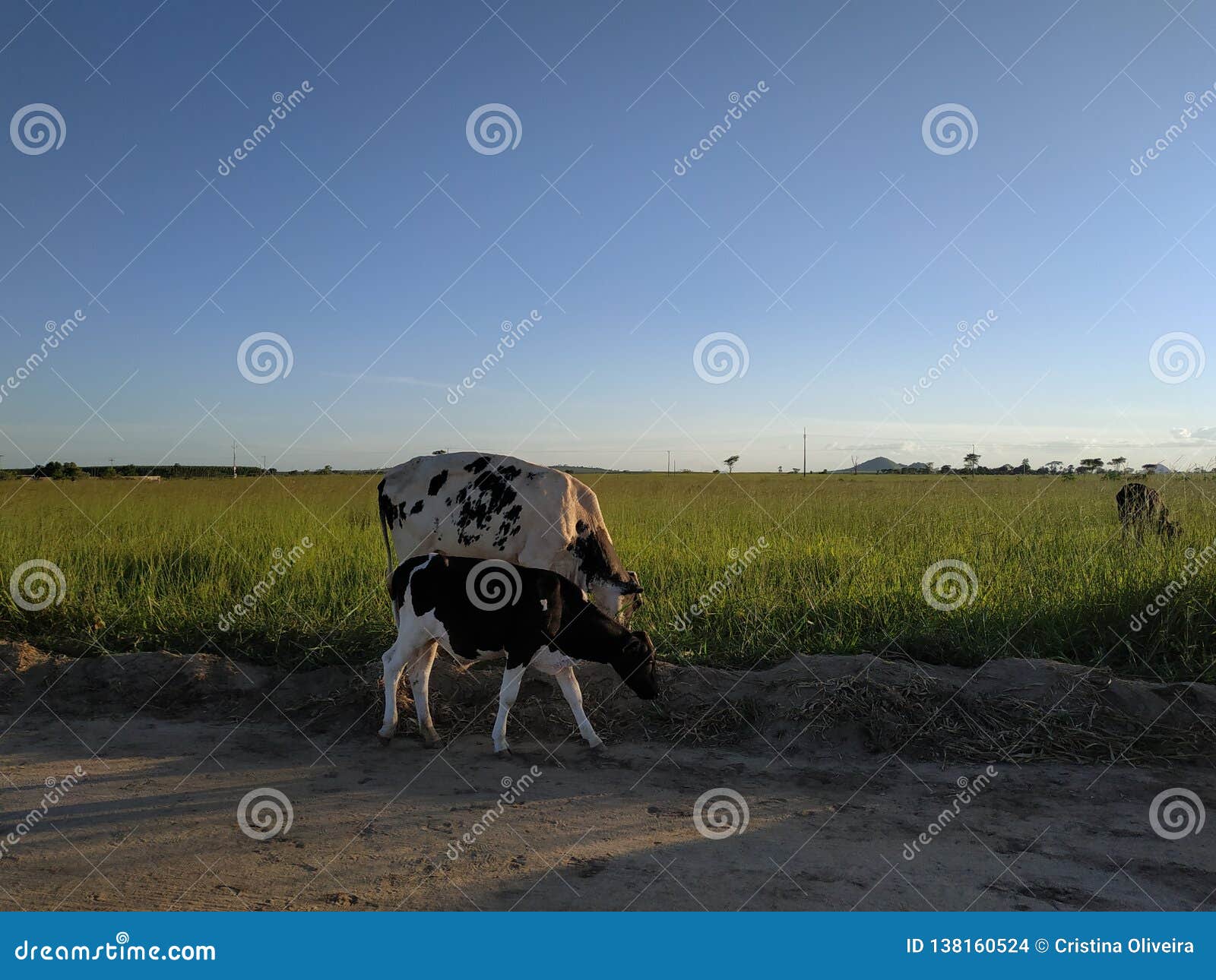 Cow and cub stock photo. Image of grazing, calf, brazil - 138160524