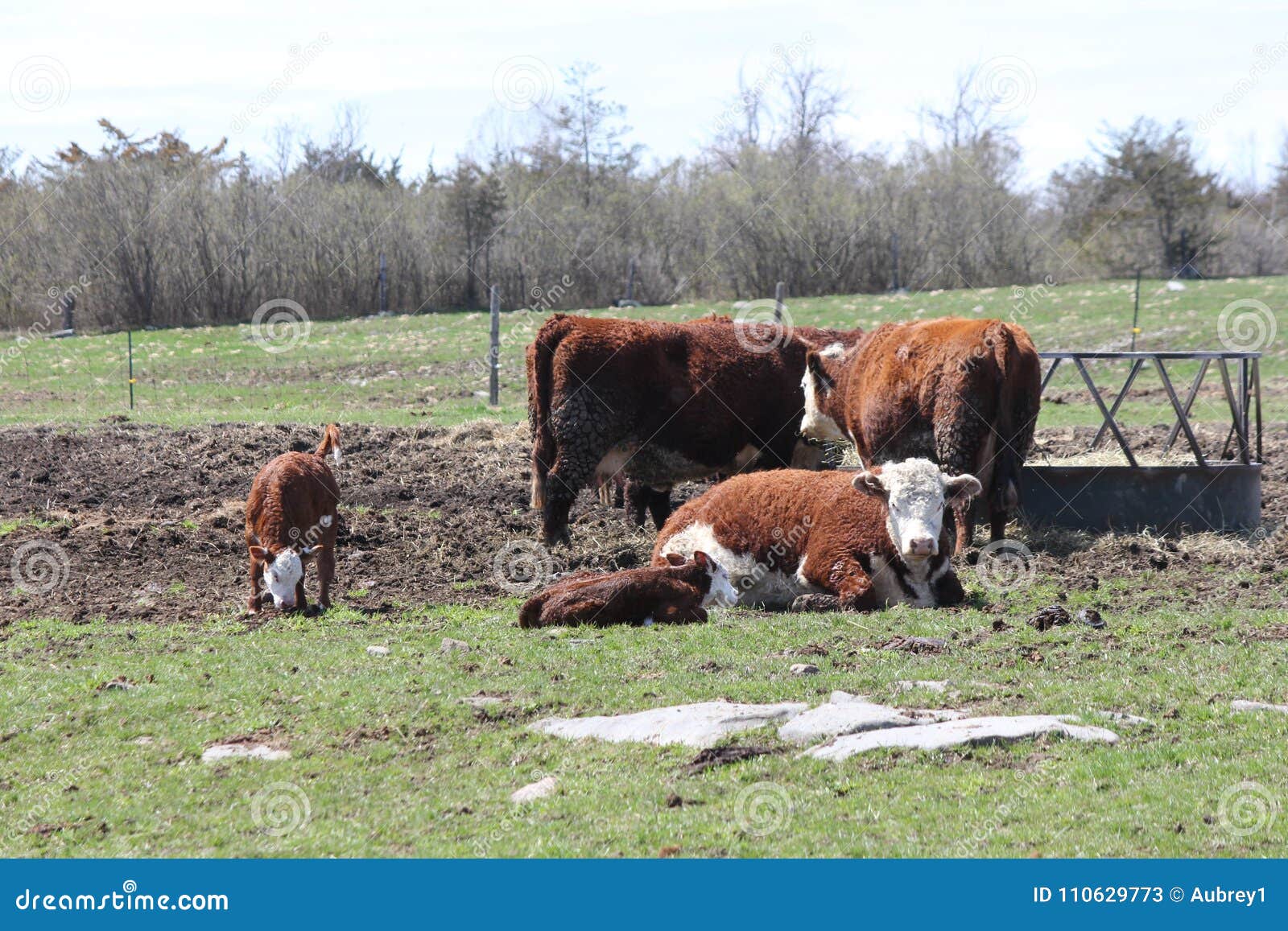 Cow & Calf in Holding Enclosure Stock Image - Image of holding ...