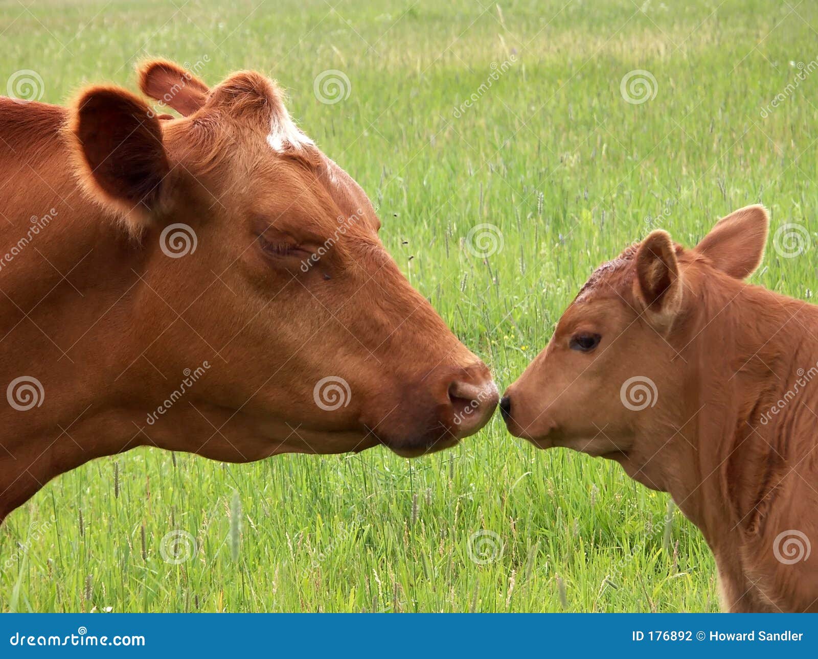 Cow and calf kiss stock photo. Image of mama, farm, grass - 176892
