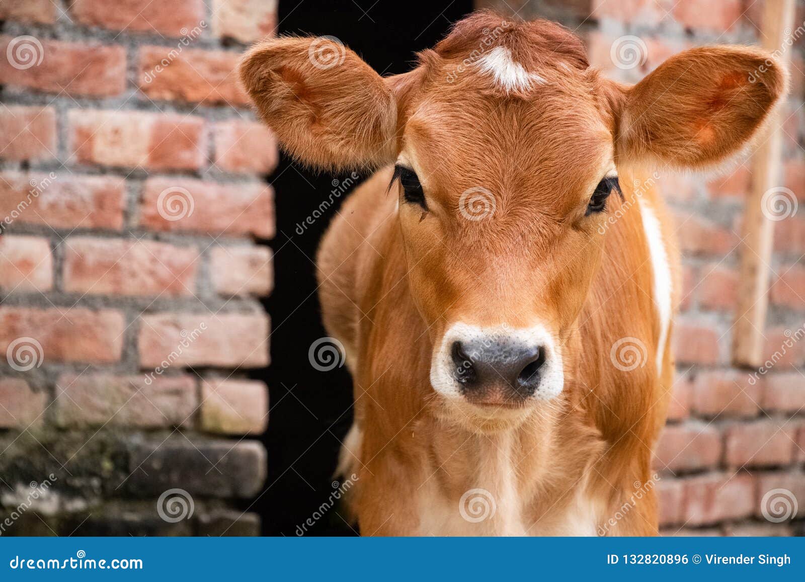 Cow Calf Looking Front, Forehead View Stock Photo - Image of looking ...