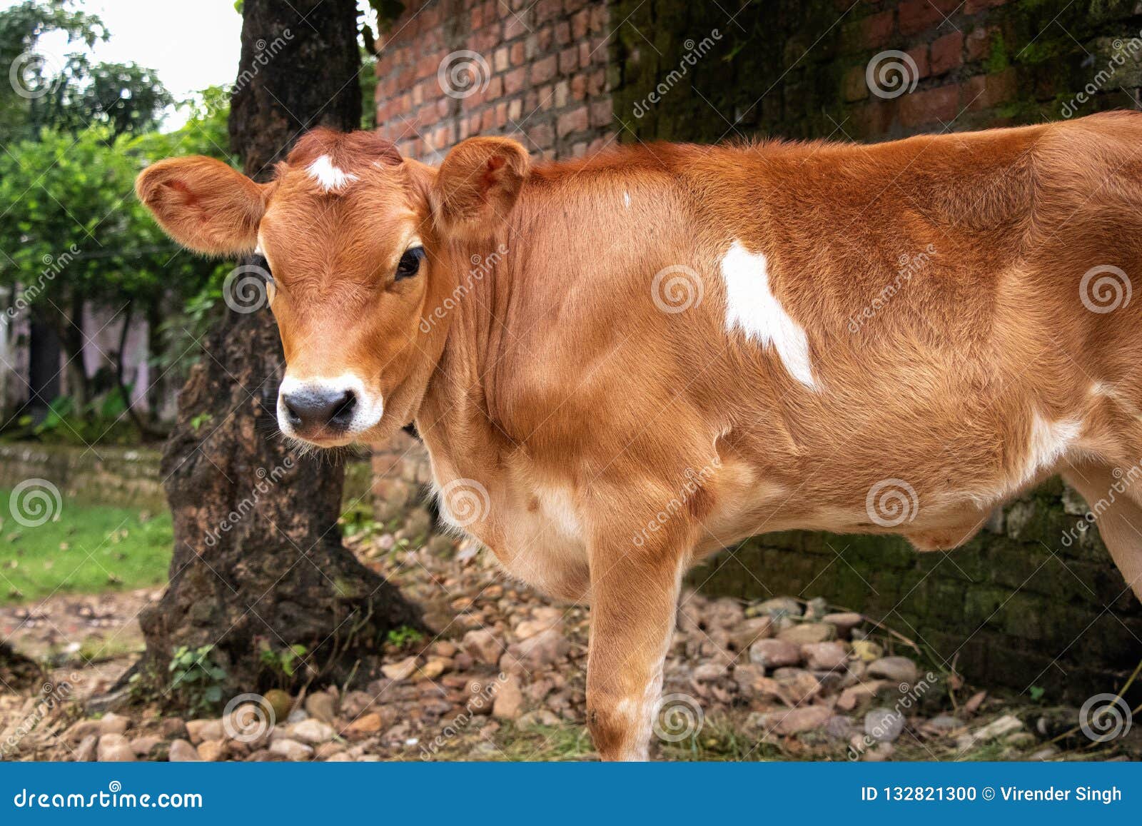 Cow Calf Looking and Standing Stock Photo - Image of animal, isolated ...