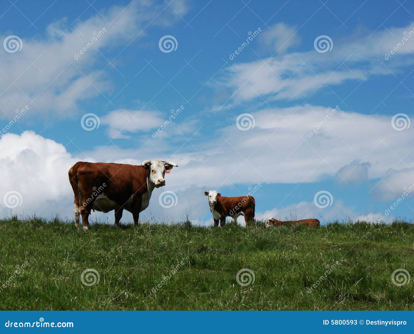 Cow Calf Pair stock image. Image of meadow, baby, standing - 5800593