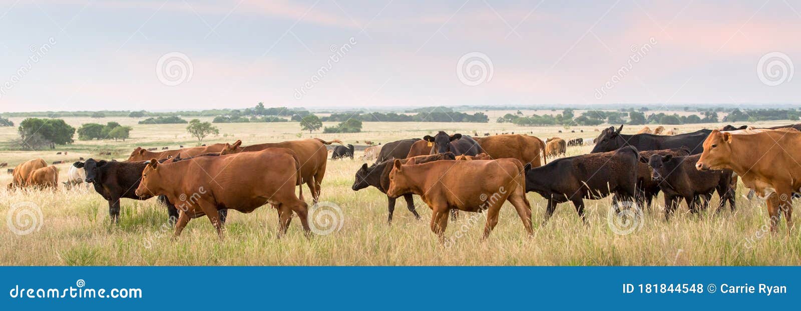 Cow and Calf Pairs Moving To New Pasture Stock Photo - Image of pasture ...