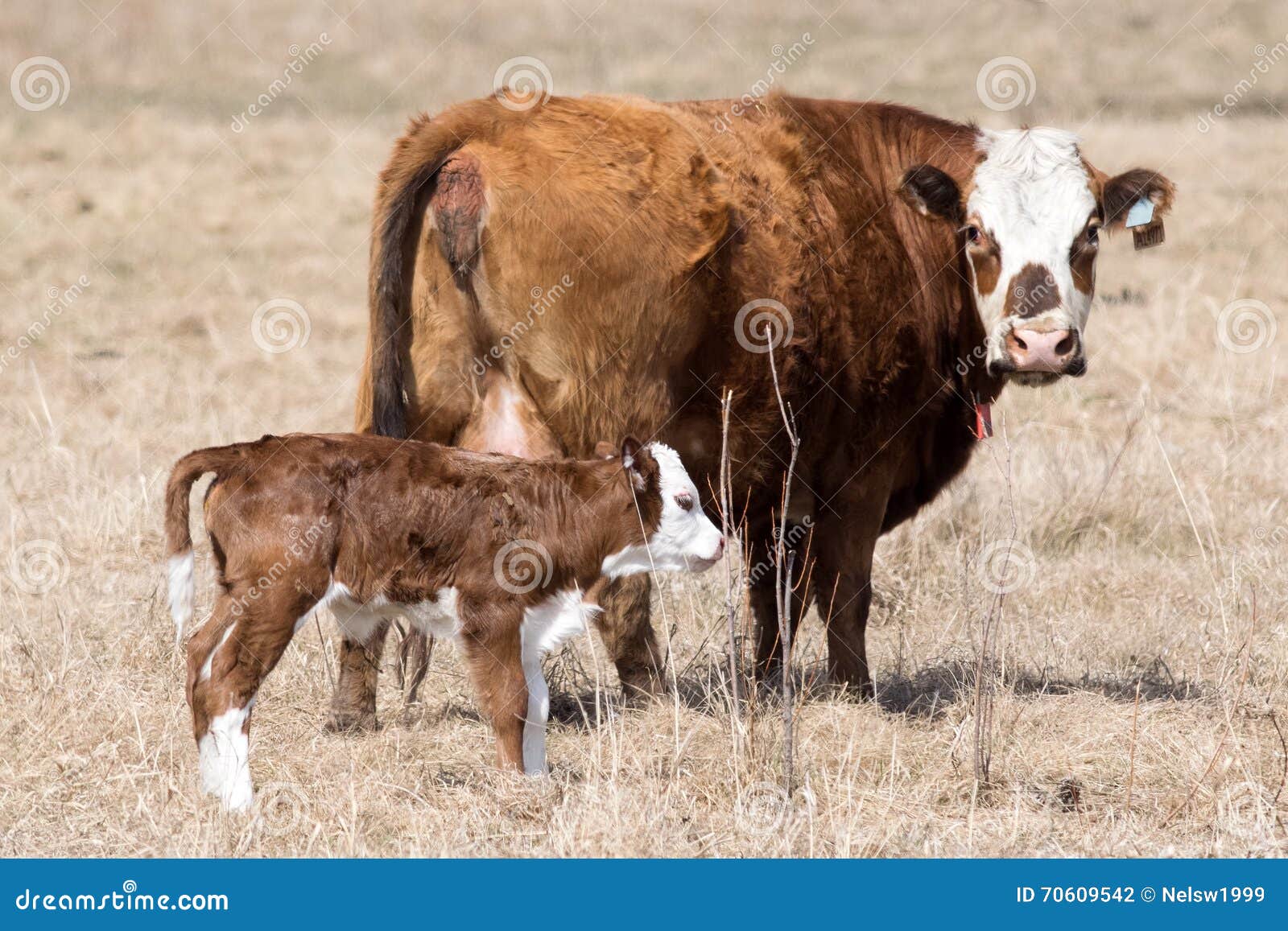 Cow and calf. stock photo. Image of baby, spring, pasture - 70609542