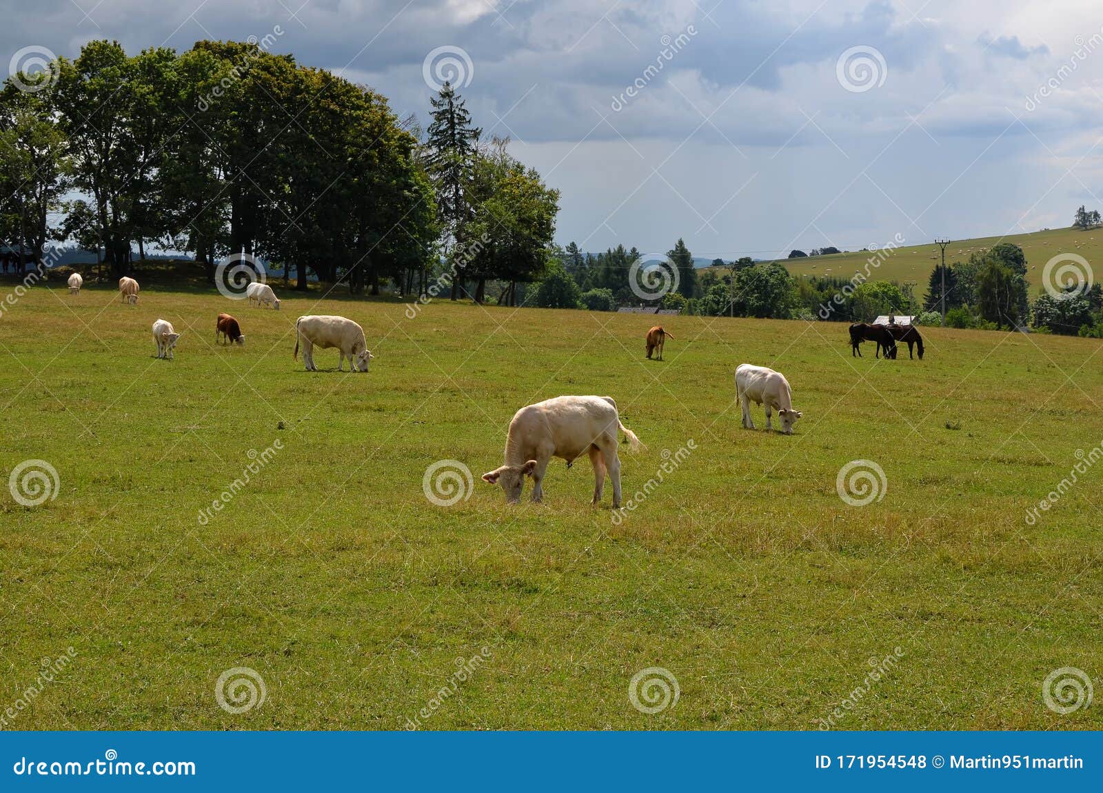 Cow and Calf on Pasture Feeding Green Grass Stock Photo - Image of ...