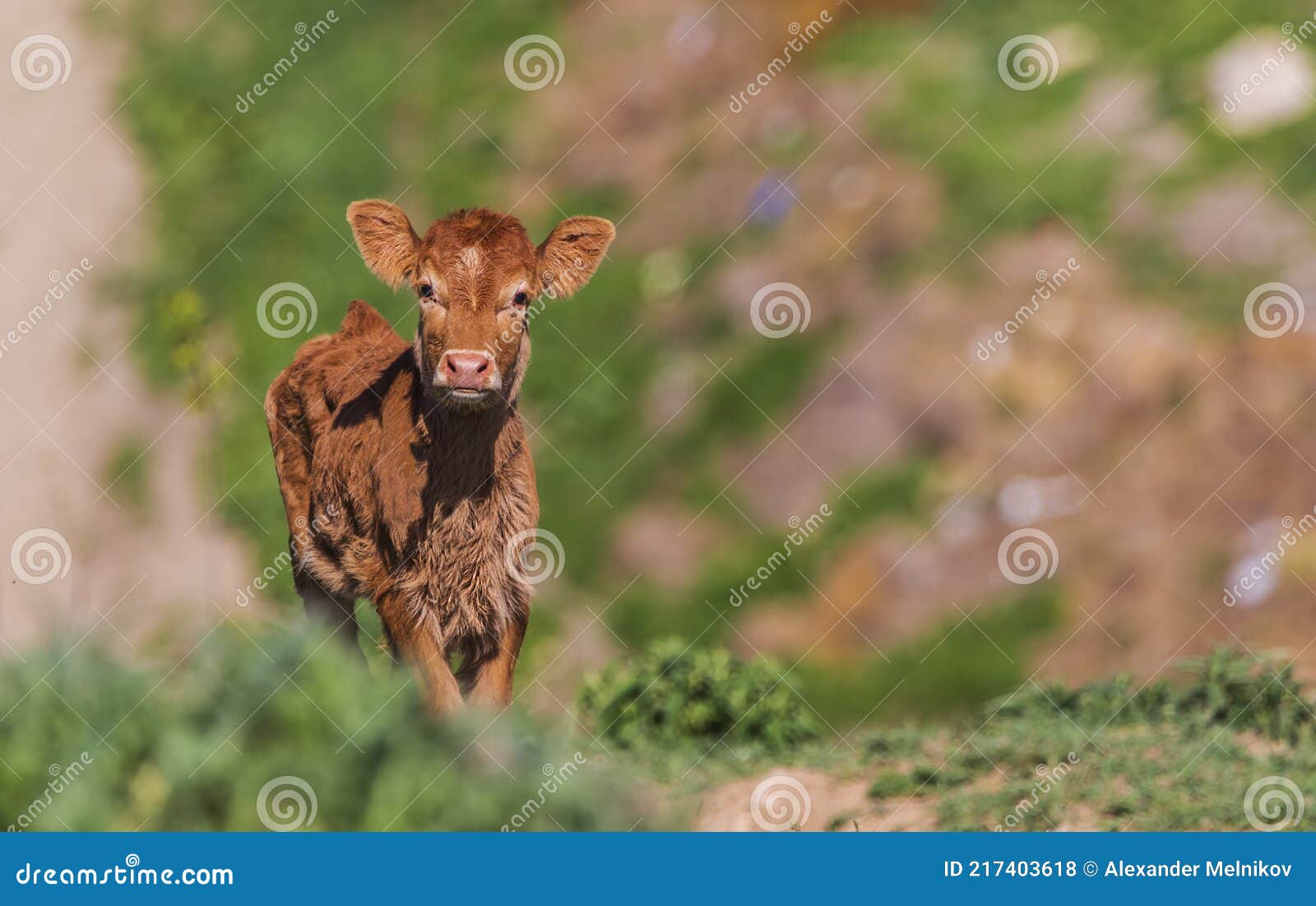 Cow Calf Posing in Front of the Camera Stock Photo - Image of green ...