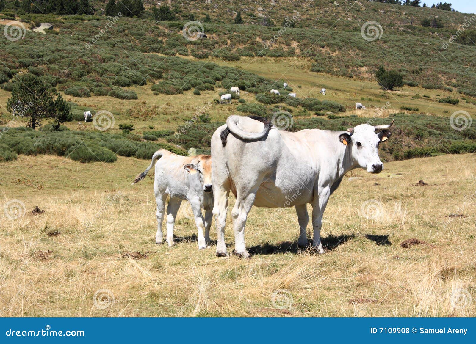 Cow and calf in Pyrenees stock photo. Image of animal - 7109908