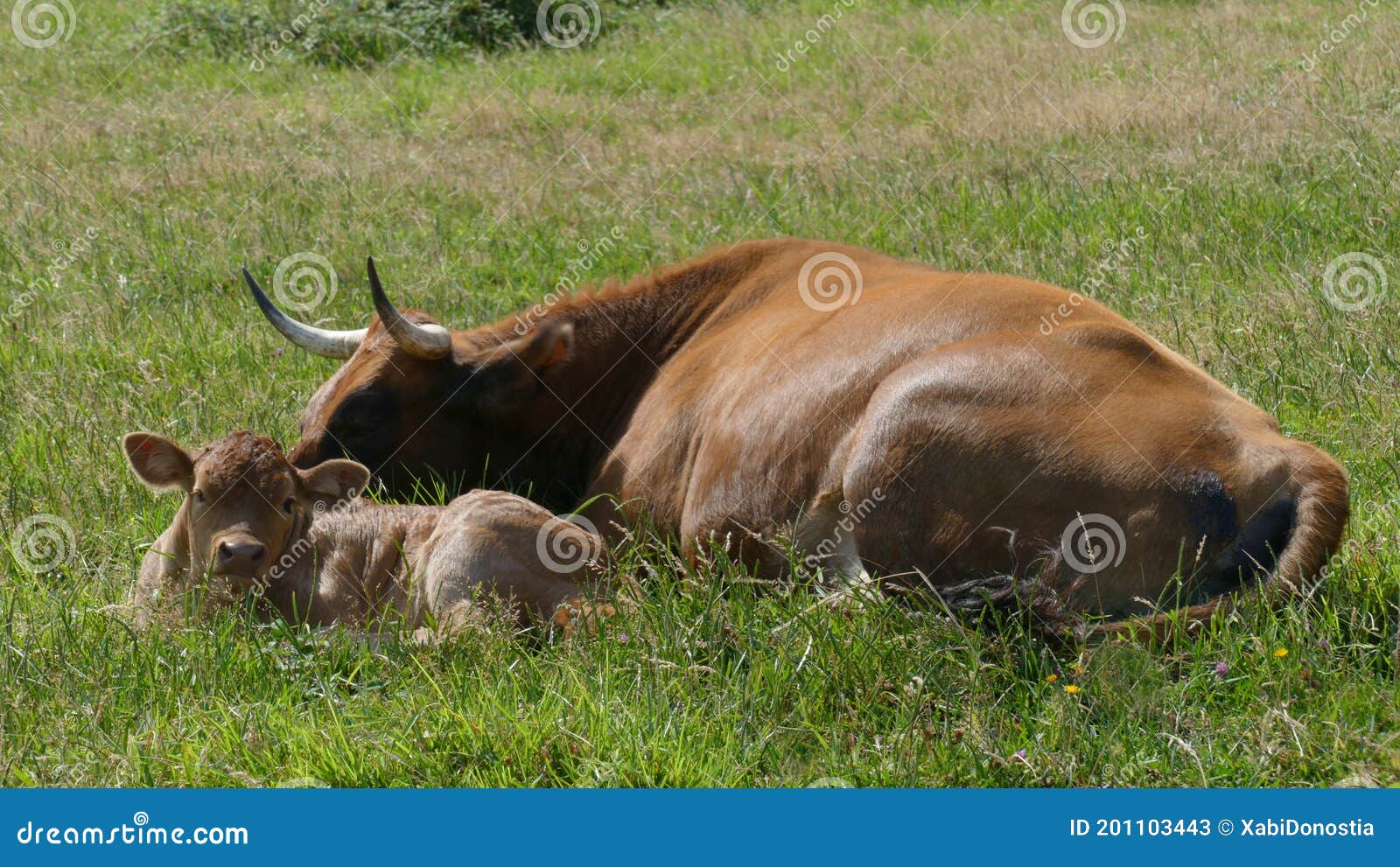 Cow and Calf Resting on the Mountain in the Sun Stock Image - Image of ...