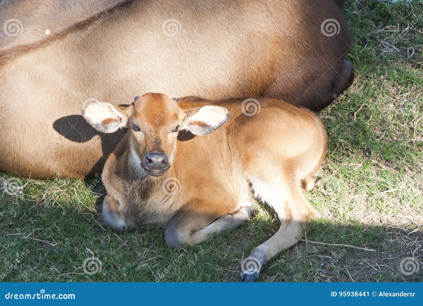 Cow and Calf Resting Villahermosa,Tabasco,Mexico Stock Image - Image of ...