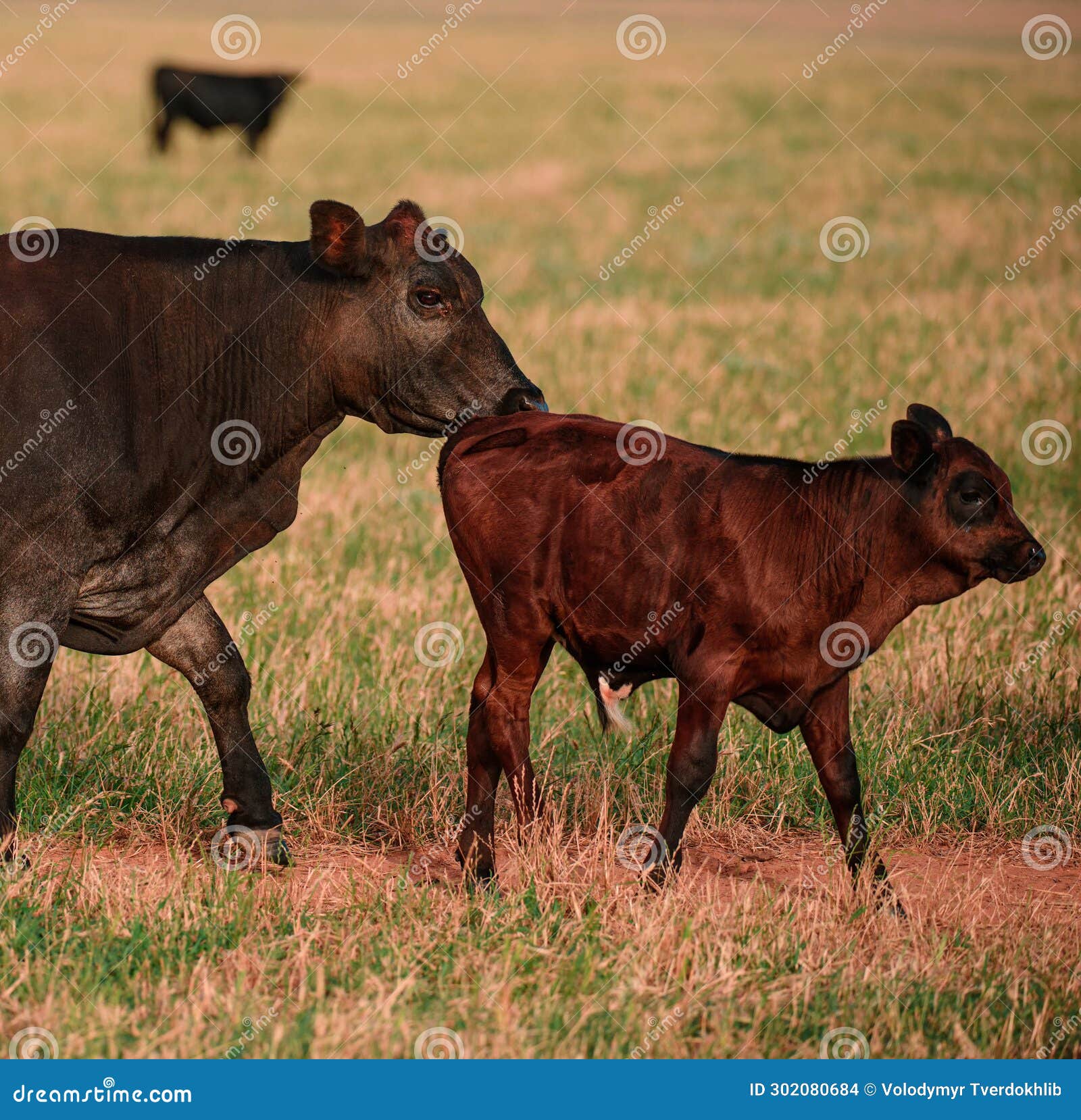 Cow and Calf in Rural Field. Herd of Cows Under the Spring Sun. Stock ...