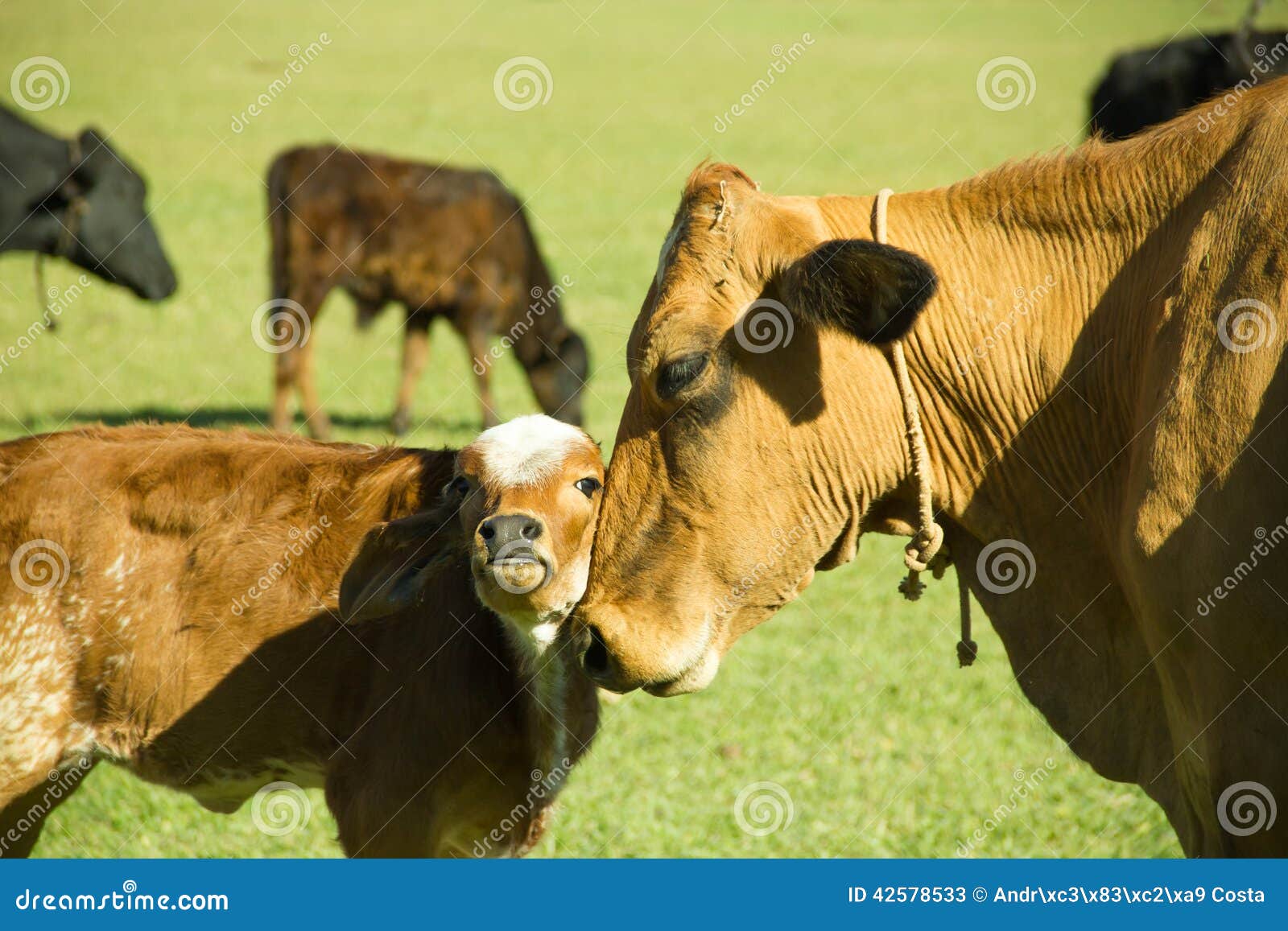 Cow and calf stock image. Image of docile, herd, field - 42578533