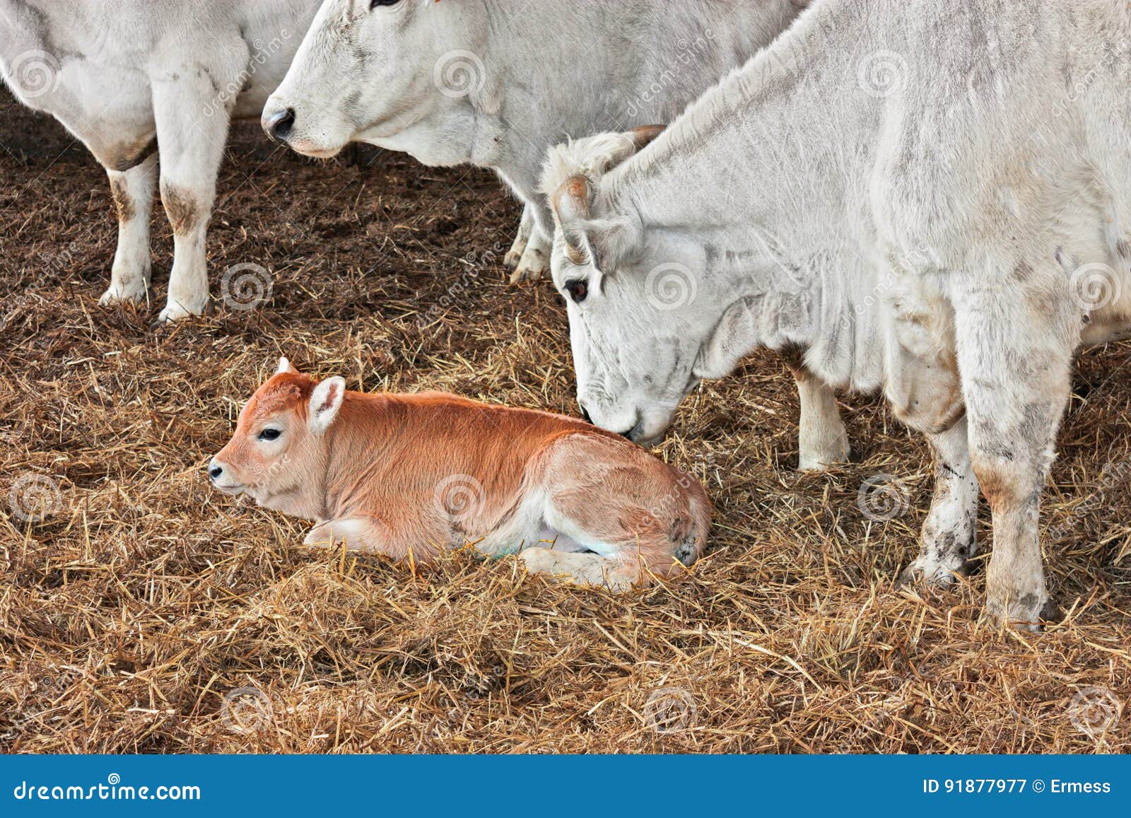 Cow and calf stock image. Image of offspring, herd, bovine - 91877977