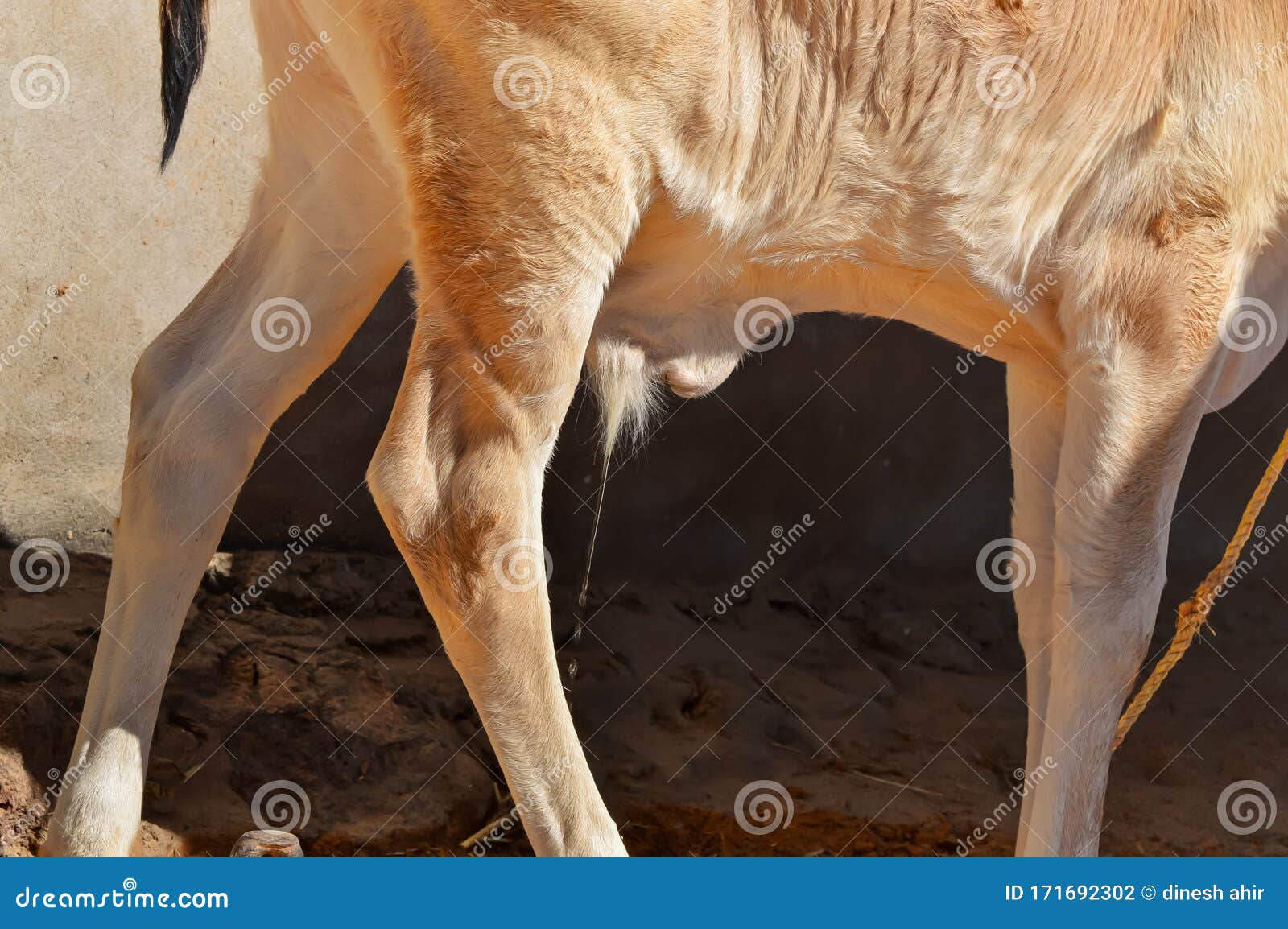 Cow Calf Urine,cow Calf Leg,cow Cattle Urine,govmutra Stock Photo ...