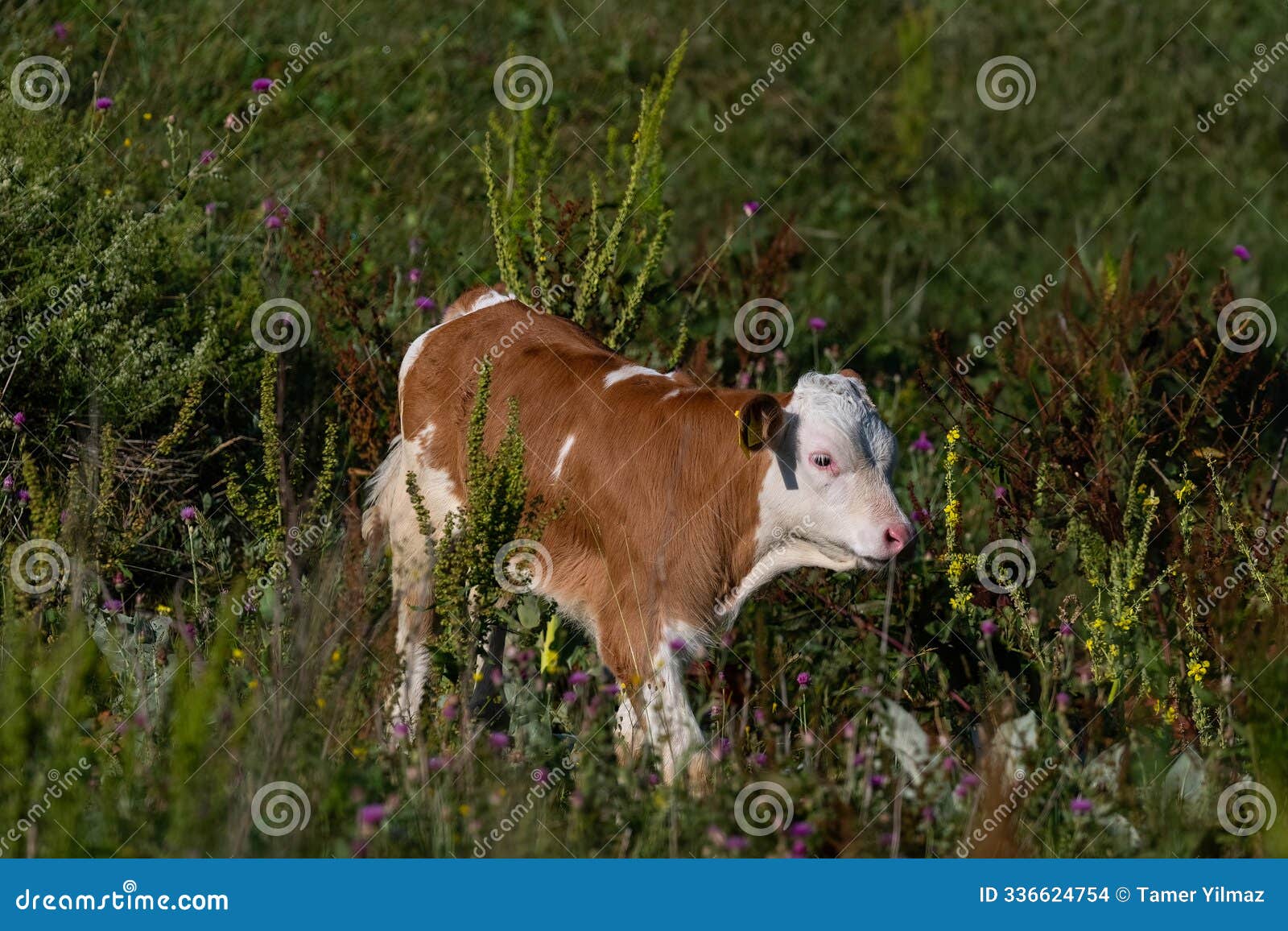 Cow Calf Wandering in the Fields in Spring Stock Photo - Image of ...