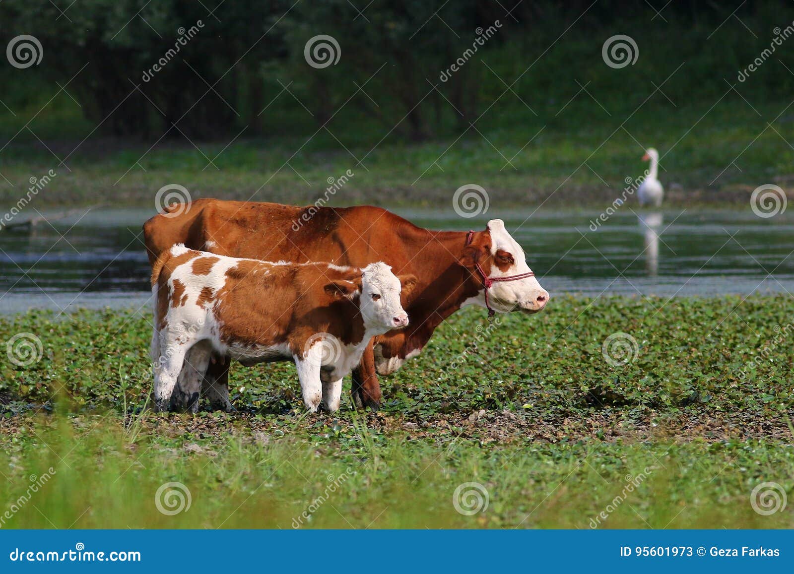 Cow and Calf in Watering Place Stock Image - Image of rural, graze ...