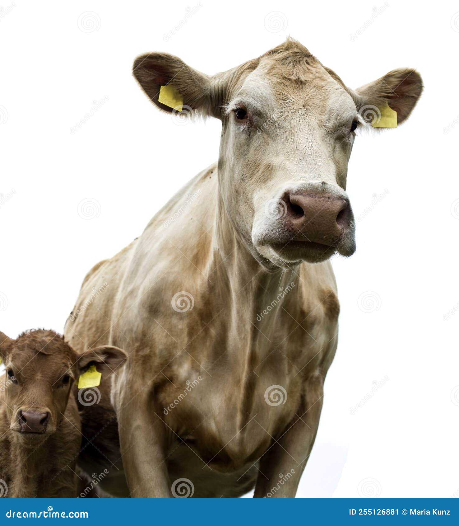 Cow with Calf on White Background Stock Image - Image of isolated, farm ...