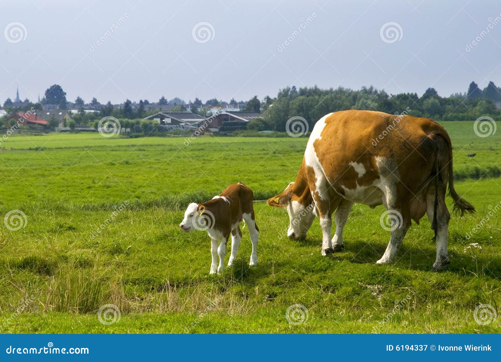 Cow with calve stock image. Image of horizon, livestock - 6194337