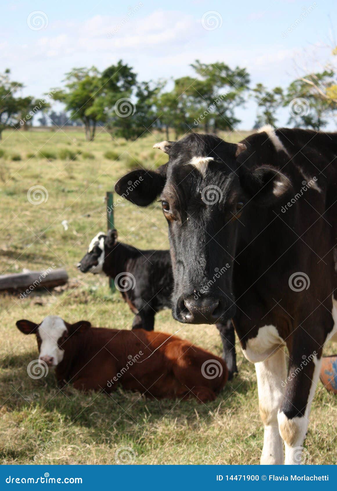 Cow and calves stock photo. Image of outside, calves - 14471900