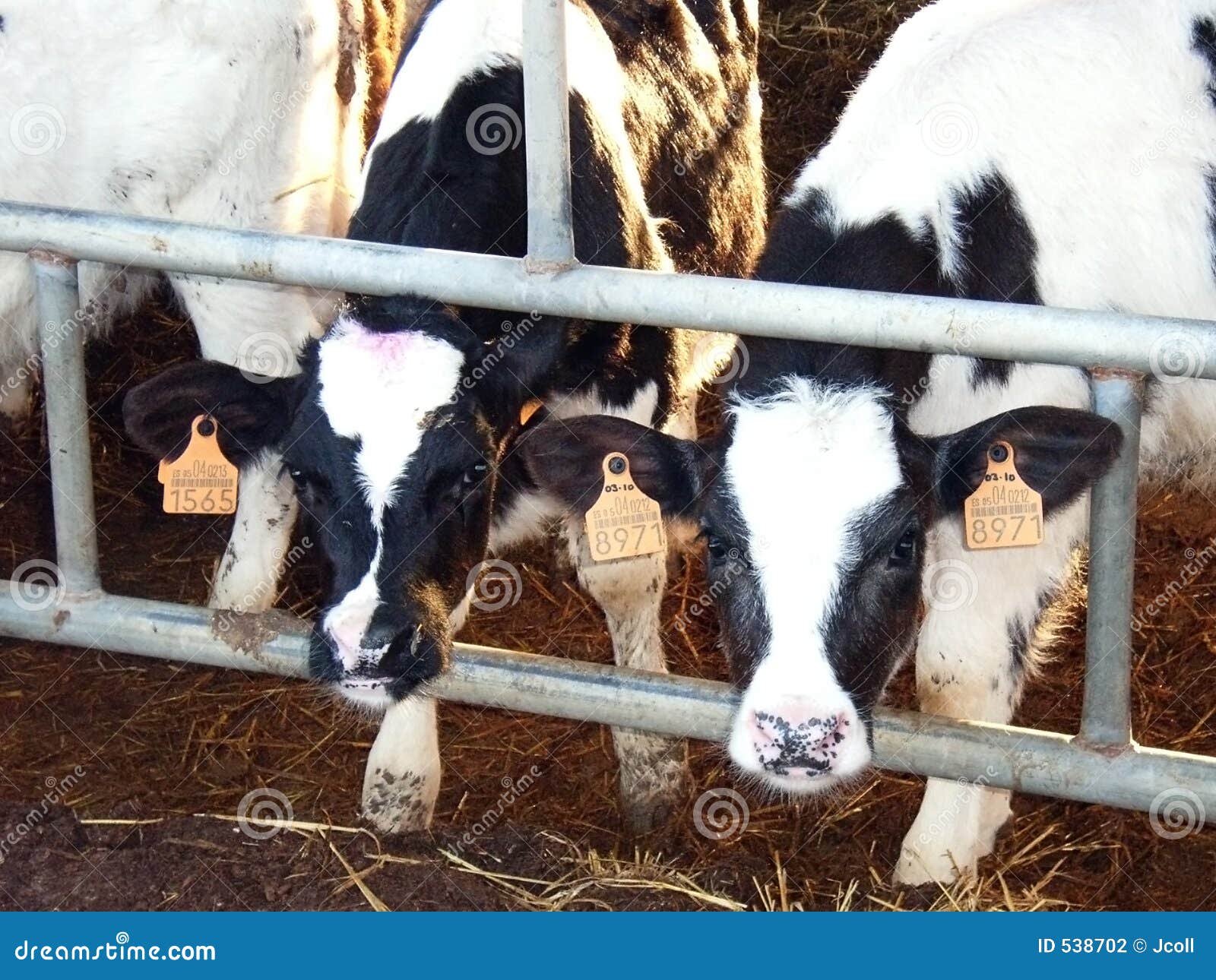 Cow-Calves in the farm stock photo. Image of calf, herd - 538702