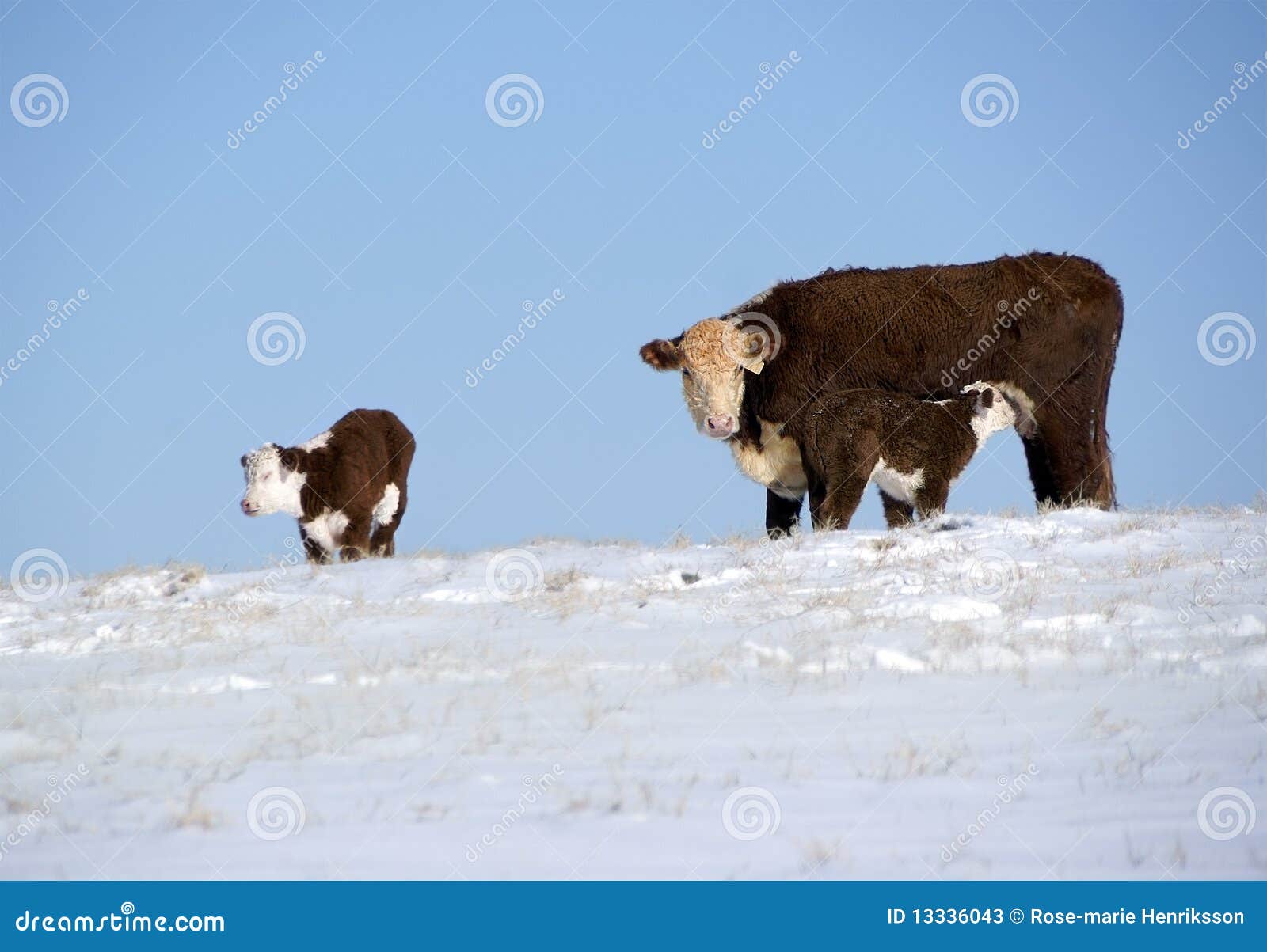 Cow with Calves in the Snow Stock Image - Image of covered, cattle ...