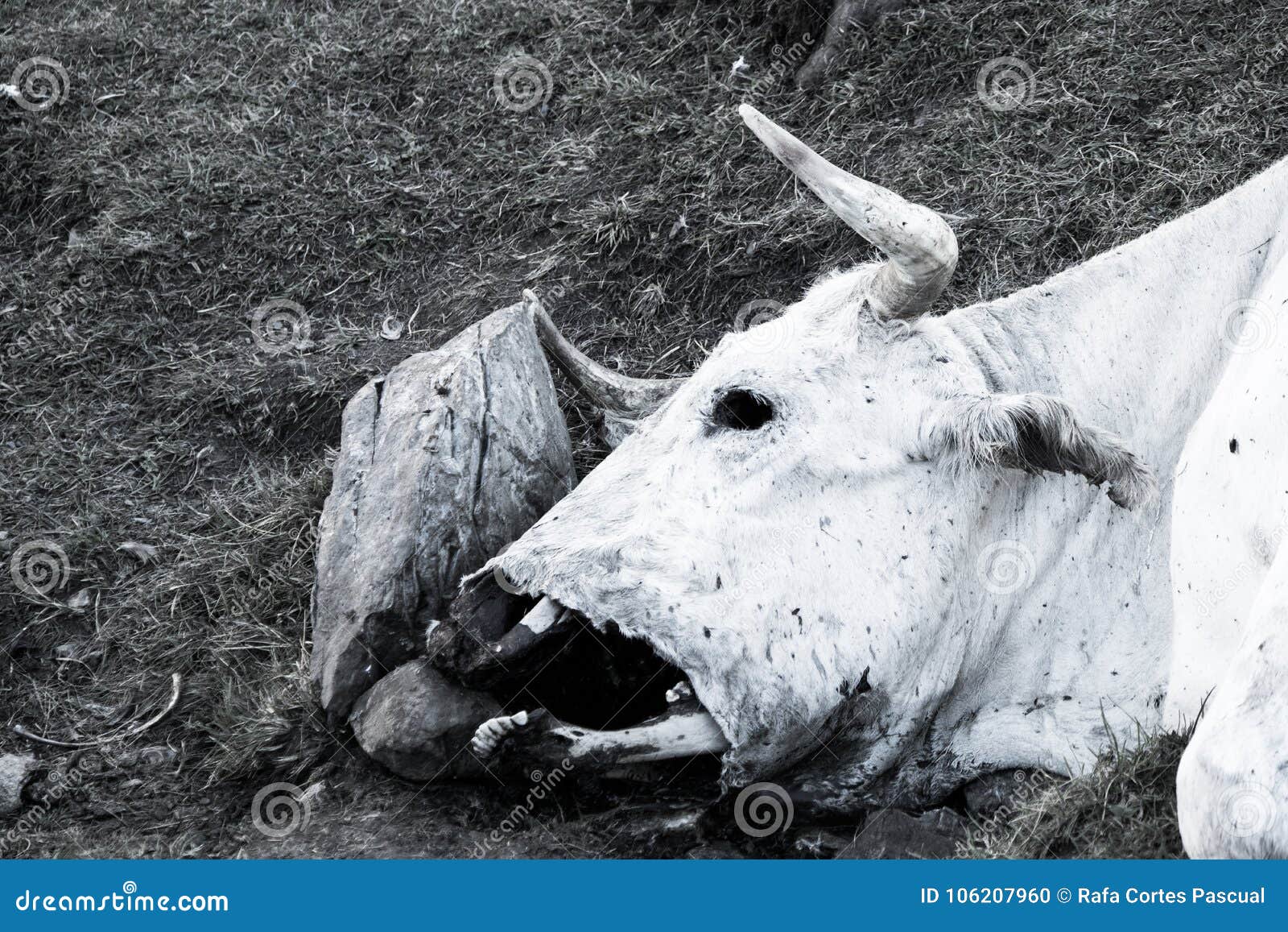 Cow Carcass on the Mountain Stock Photo - Image of head, reflection ...