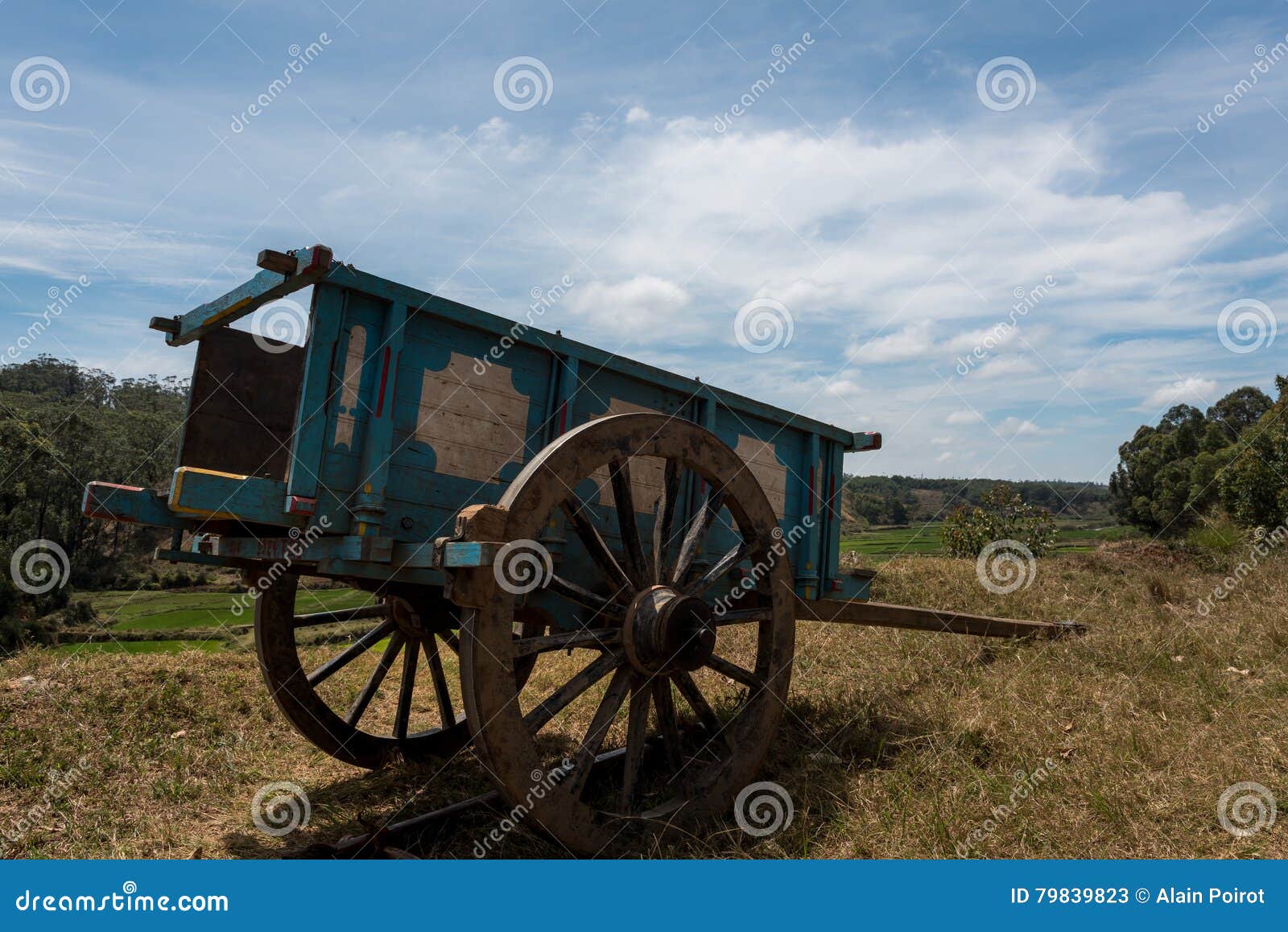 Cow Carriage in Front of Rice Fields , Madagascar Stock Image - Image ...