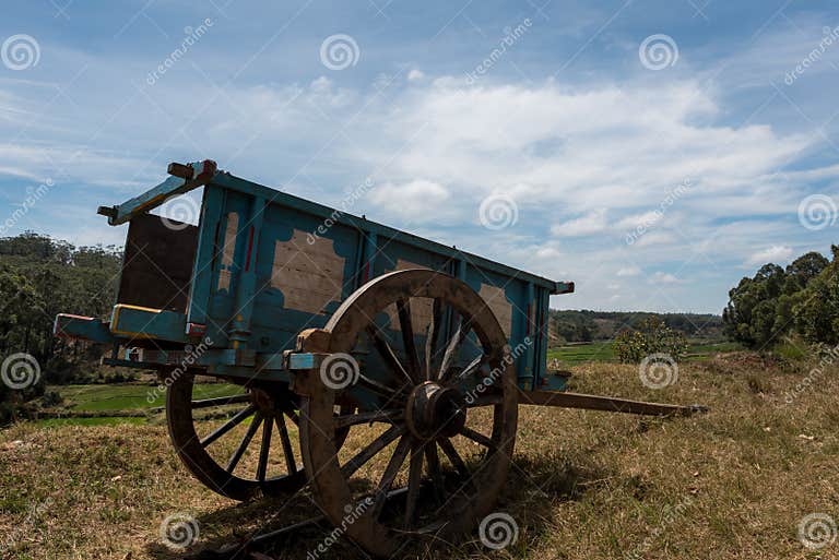 Cow Carriage in Front of Rice Fields , Madagascar Stock Image - Image ...