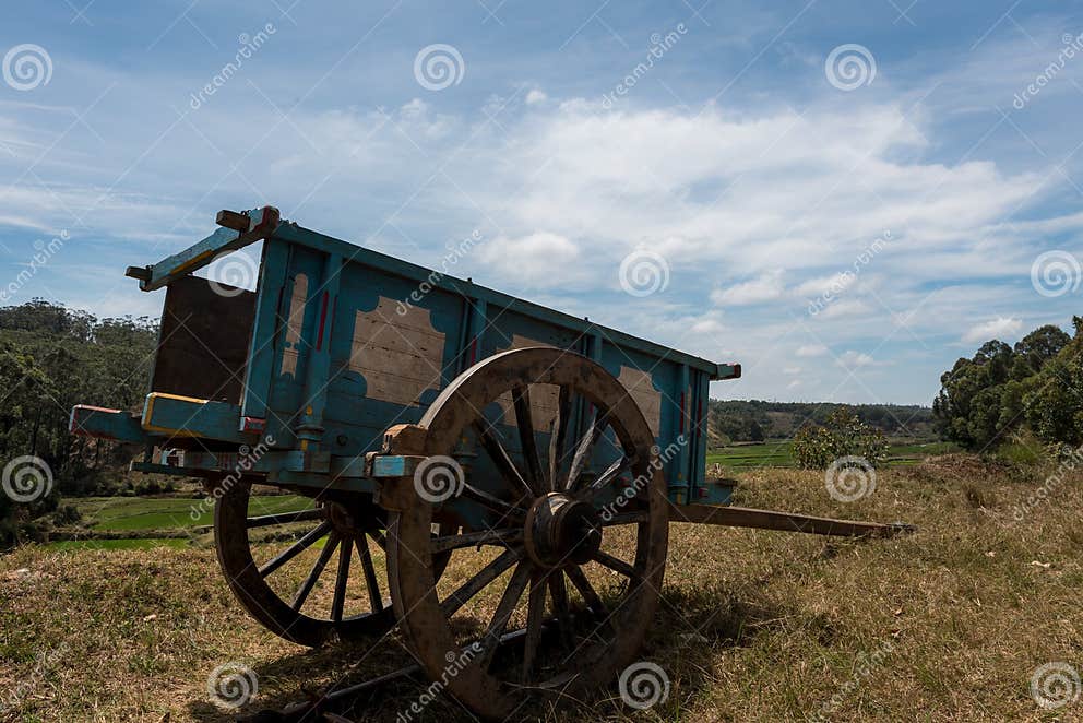 Cow Carriage in Front of Rice Fields , Madagascar Stock Image - Image ...