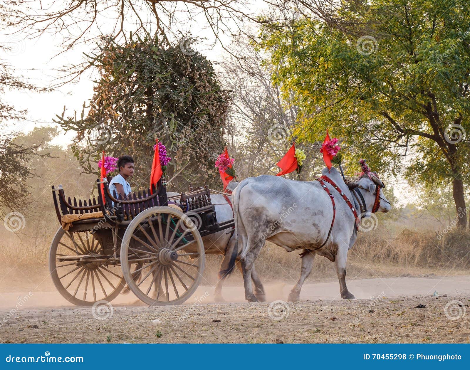 Cow cart in Bagan, Myanmar editorial stock photo. Image of cart - 70455298