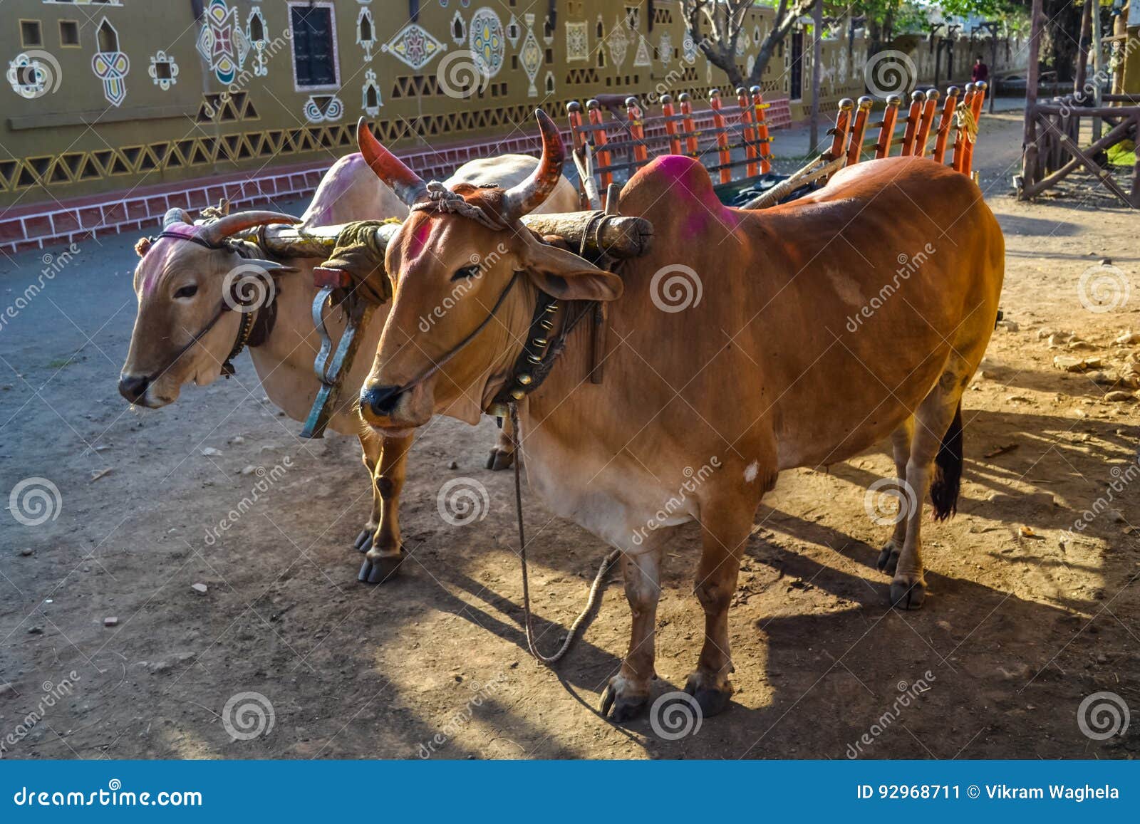 Cow Cart stock image. Image of india, cart, milk, rajasthan - 92968711