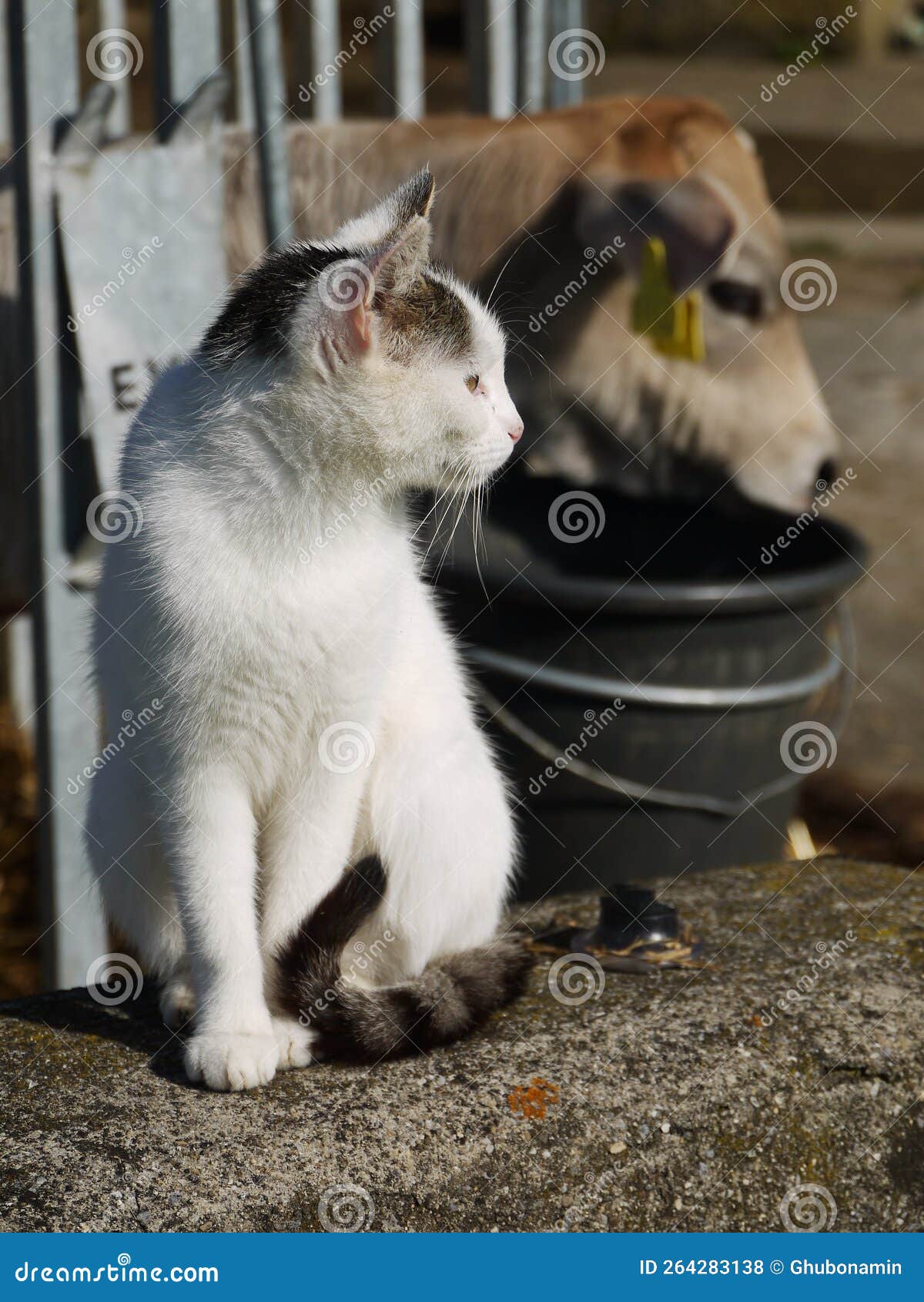 Cow and cat stock photo. Image of herd, building, calf - 264283138
