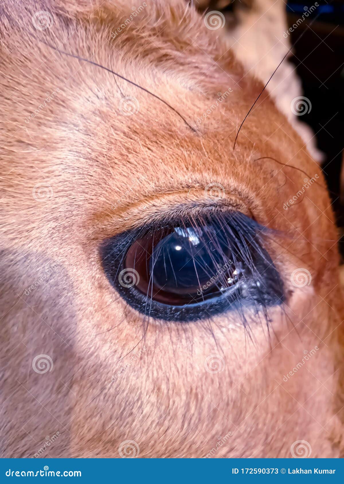 Cow cattle eyes stock image. Image of bovine, cattle - 172590373