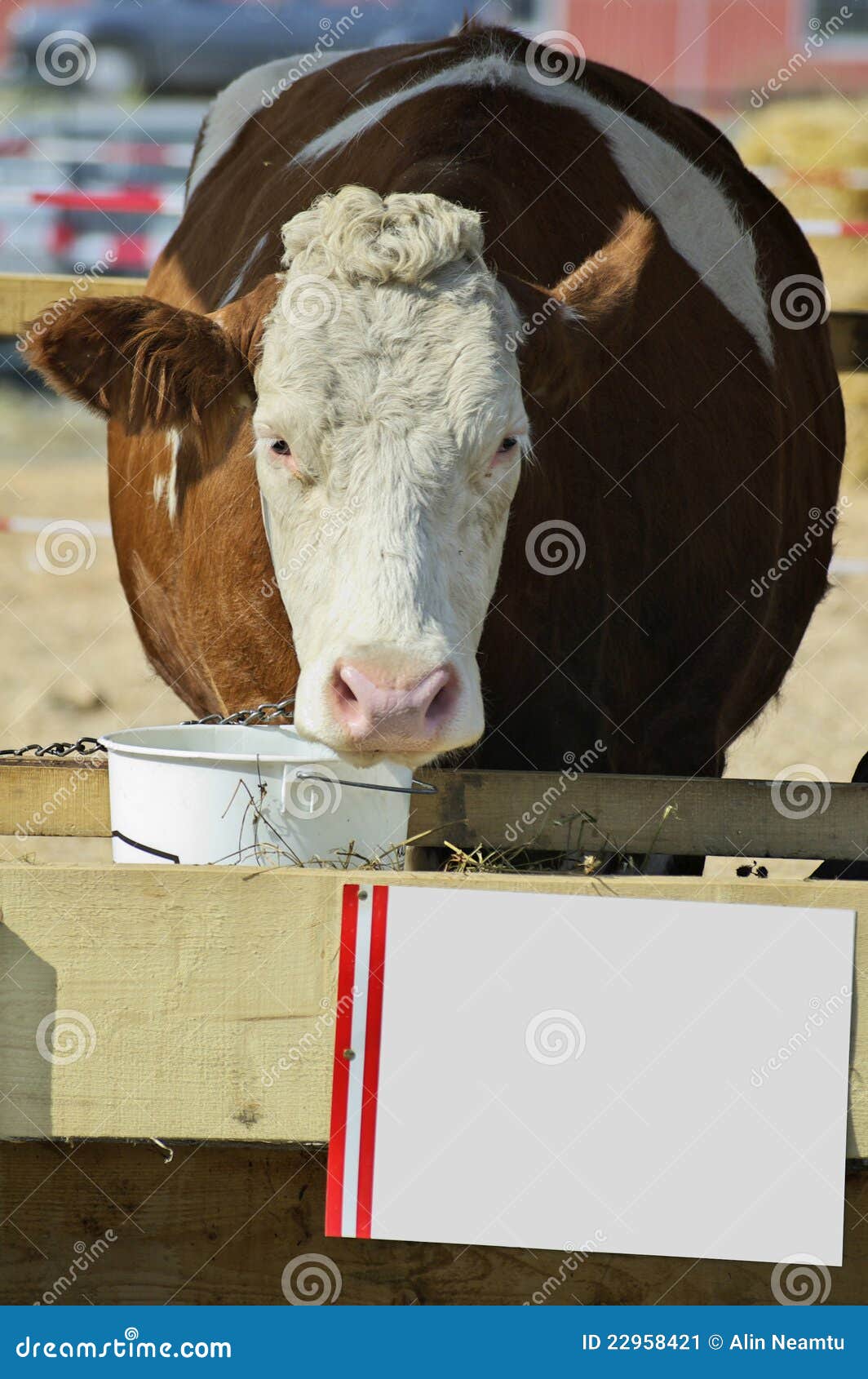Cow on cattle fair stock image. Image of animal, outdoors - 22958421