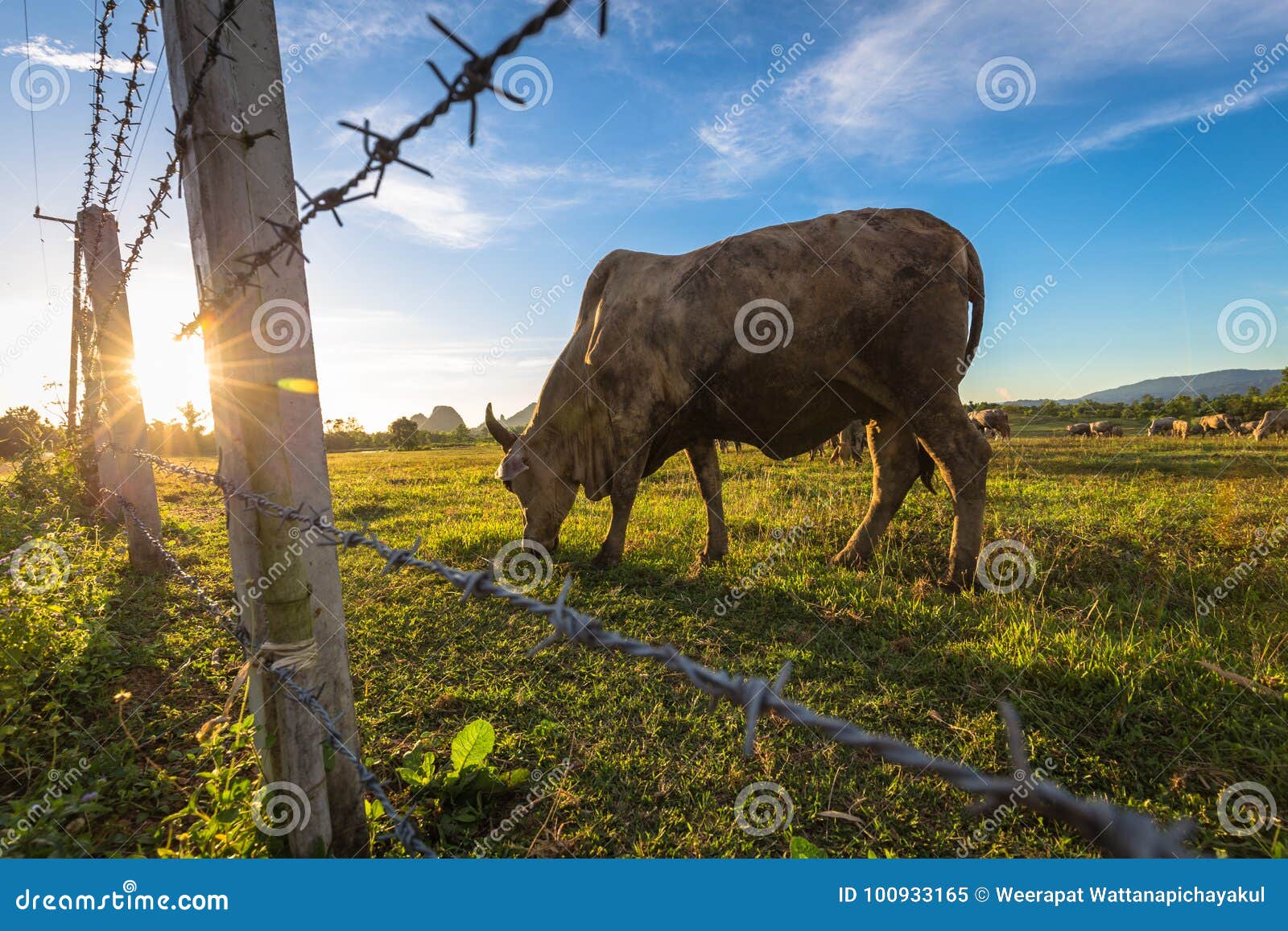 Cow Cattle in Farm stock image. Image of horn, farmland - 100933165