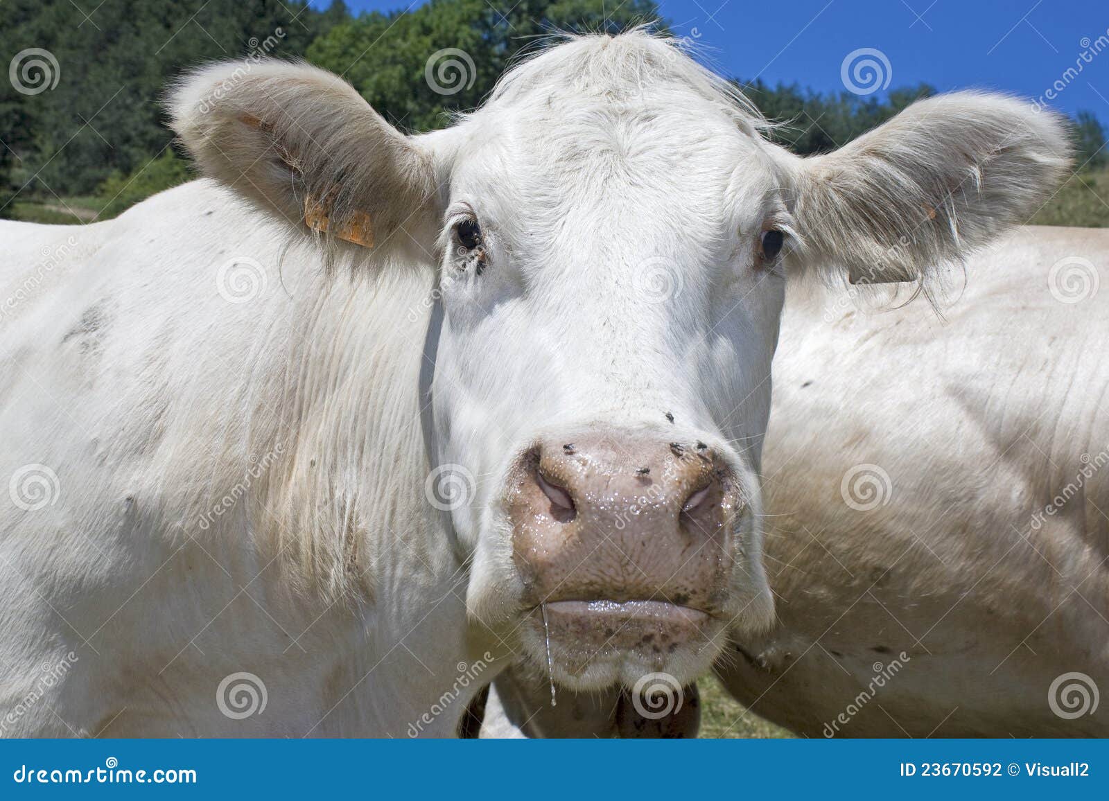 Cow,cattle, livestock. stock photo. Image of white, rural - 23670592