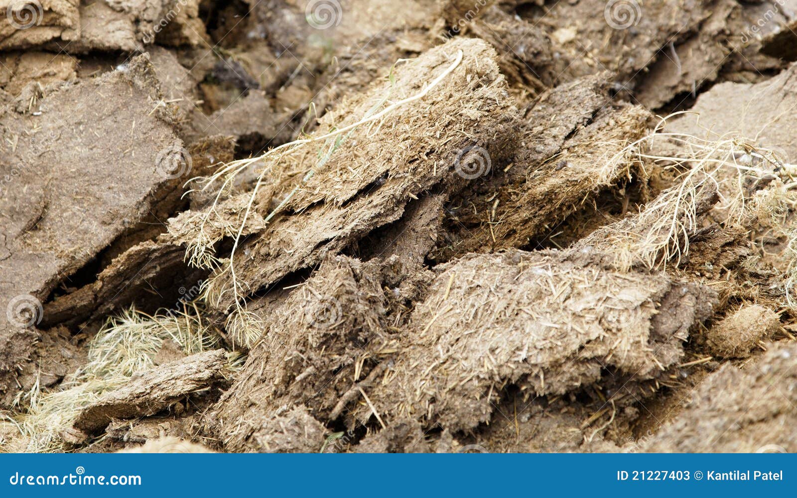 Cow Cattle Manure Texture Background Stock Image - Image of manure ...