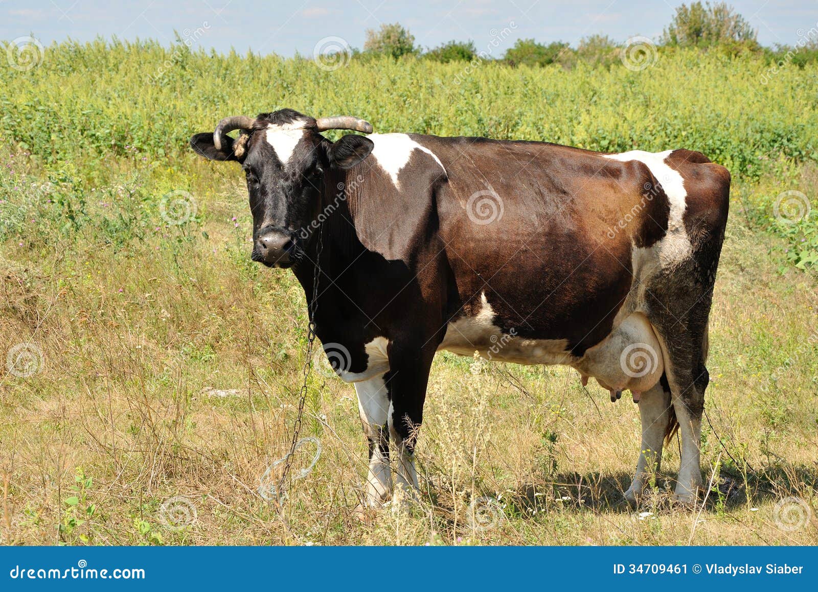 Cow with chain stock image. Image of field, mammal, cattle - 34709461