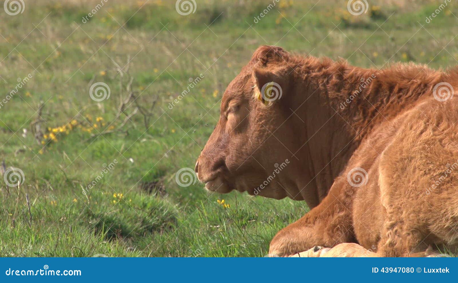 Cow chewing the cud stock footage. Video of daytime, single - 43947080