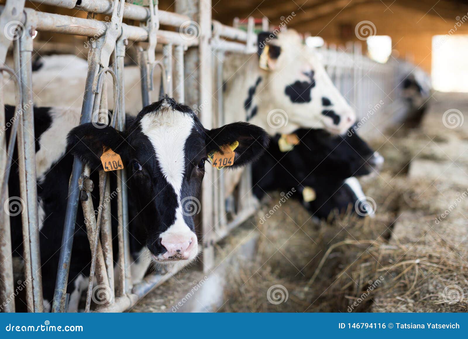 Cow chewing food on farm stock photo. Image of dairy - 146794116