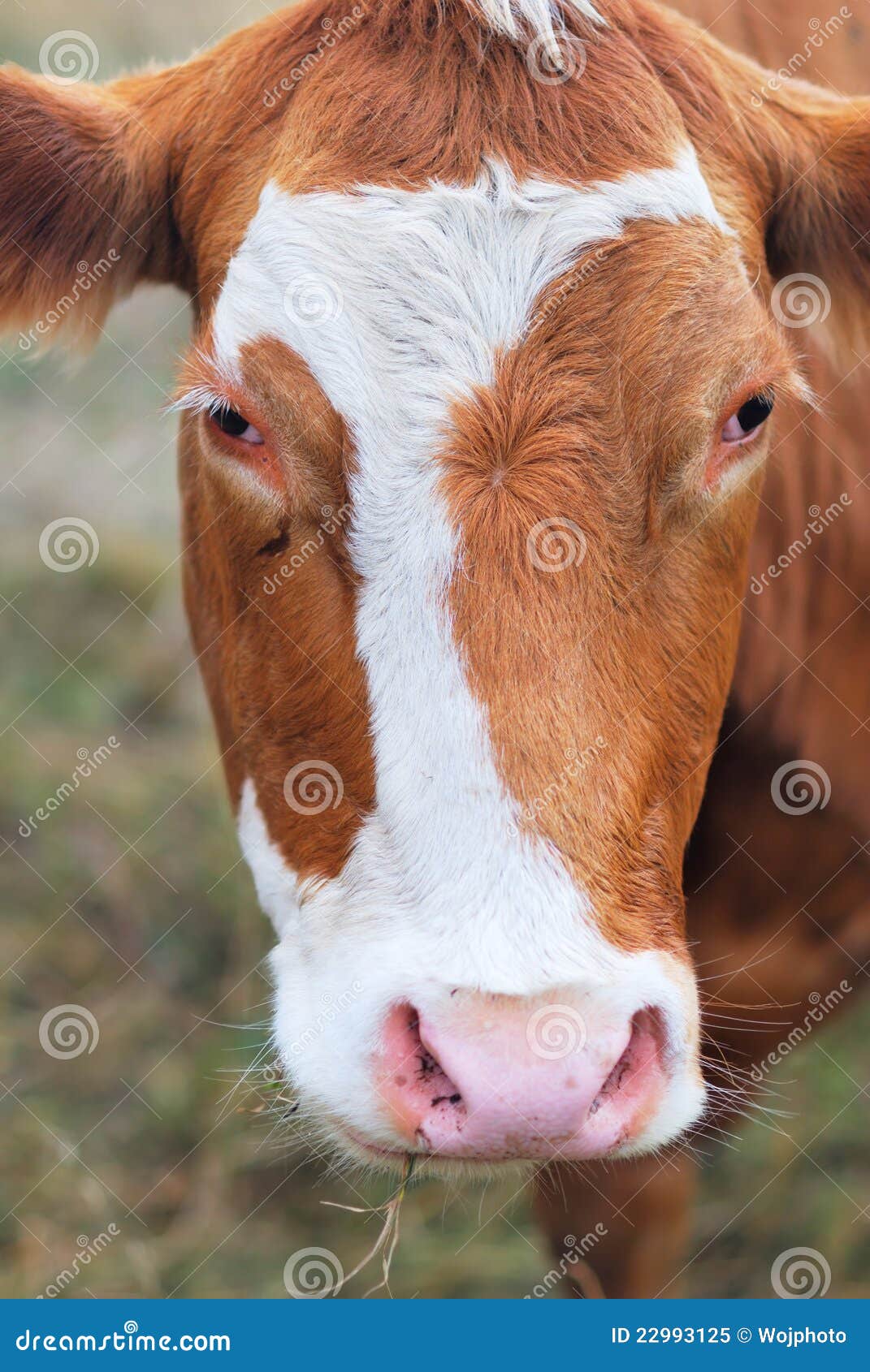 Cow chewing grass stock image. Image of farm, mammal - 22993125