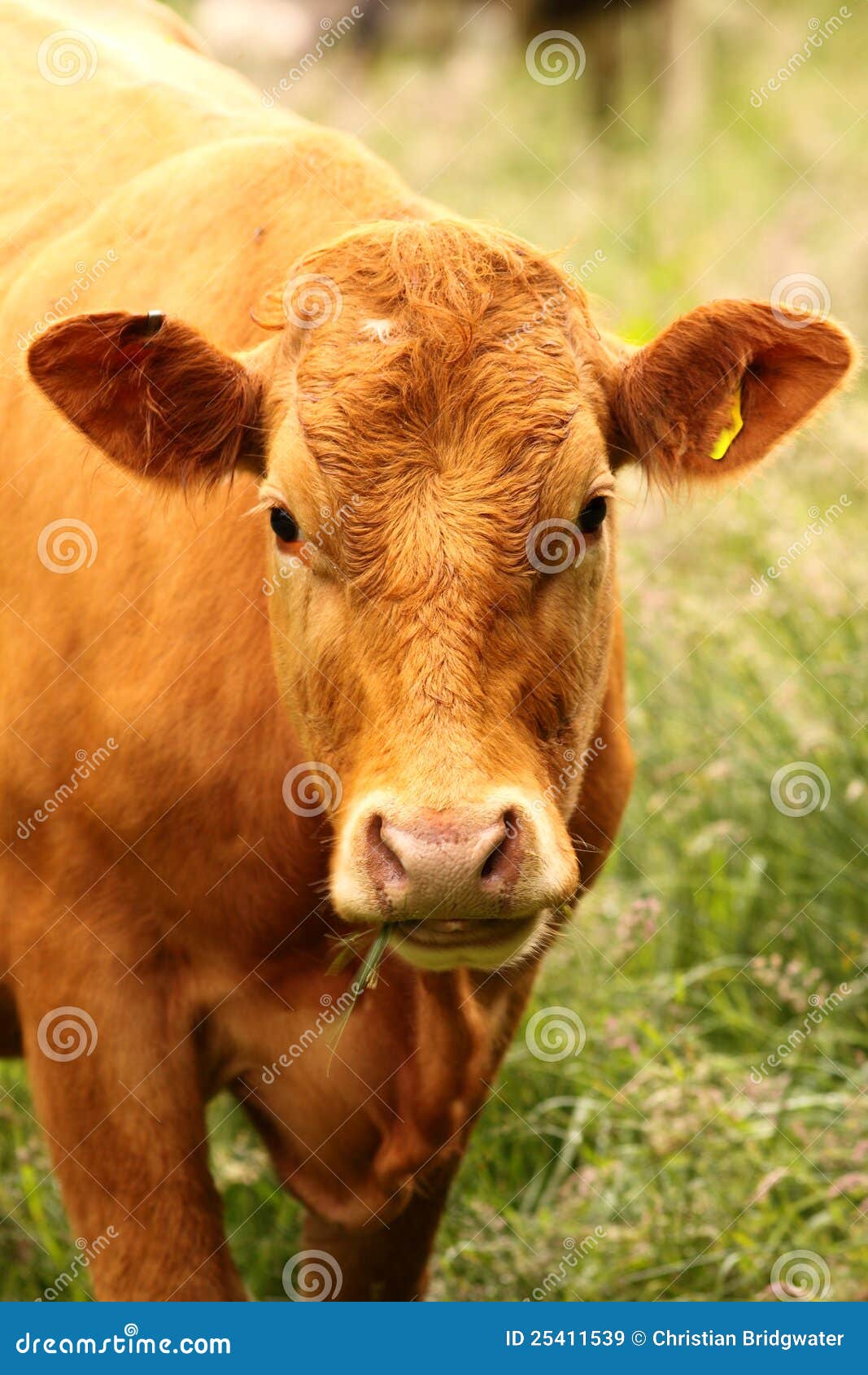 Cow chewing on grass stock image. Image of eating, graze - 25411539