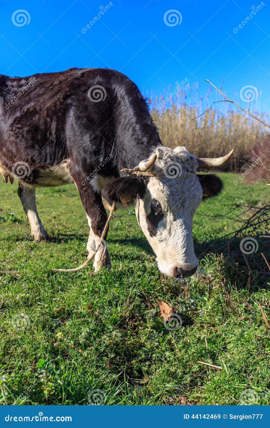 Cow stock image. Image of milk, mountain, tree, white - 44142469