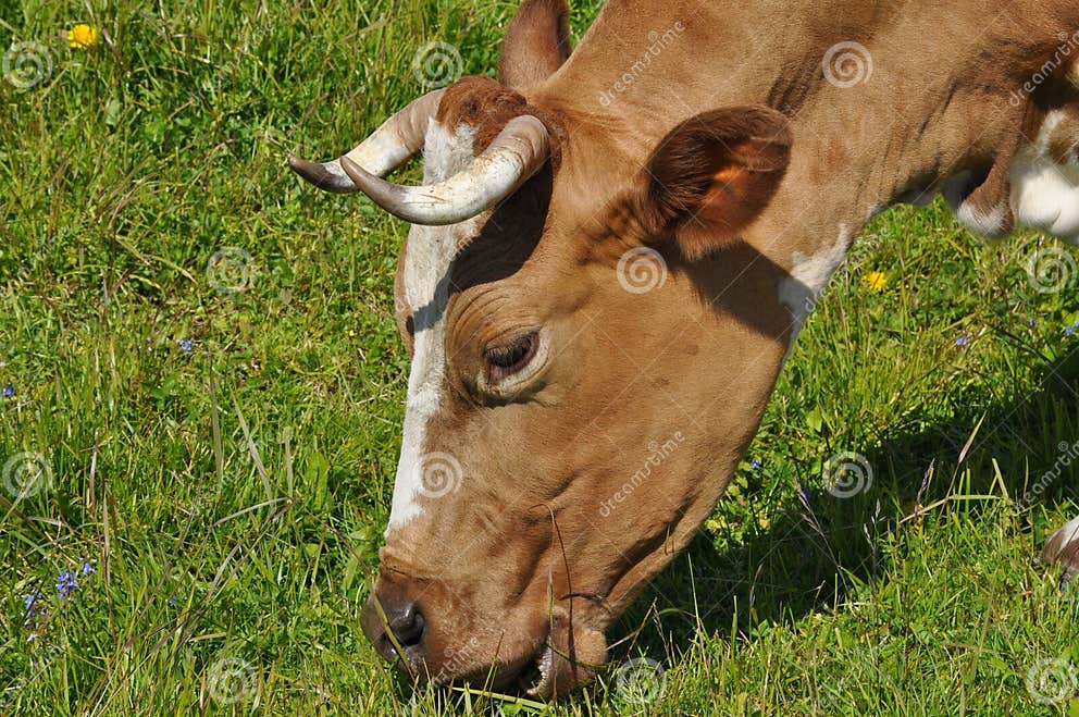 Cow stock image. Image of farm, sunny, grazing, chew - 50228089