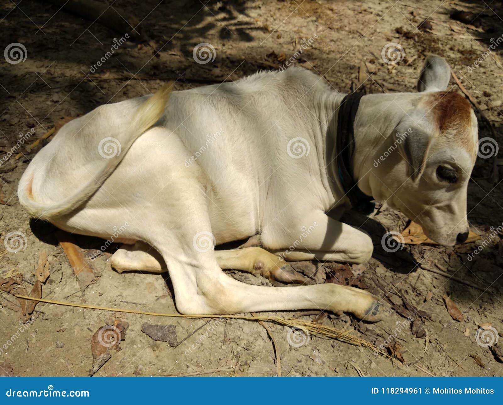 Cow child stock image. Image of beauty, child, loke - 118294961