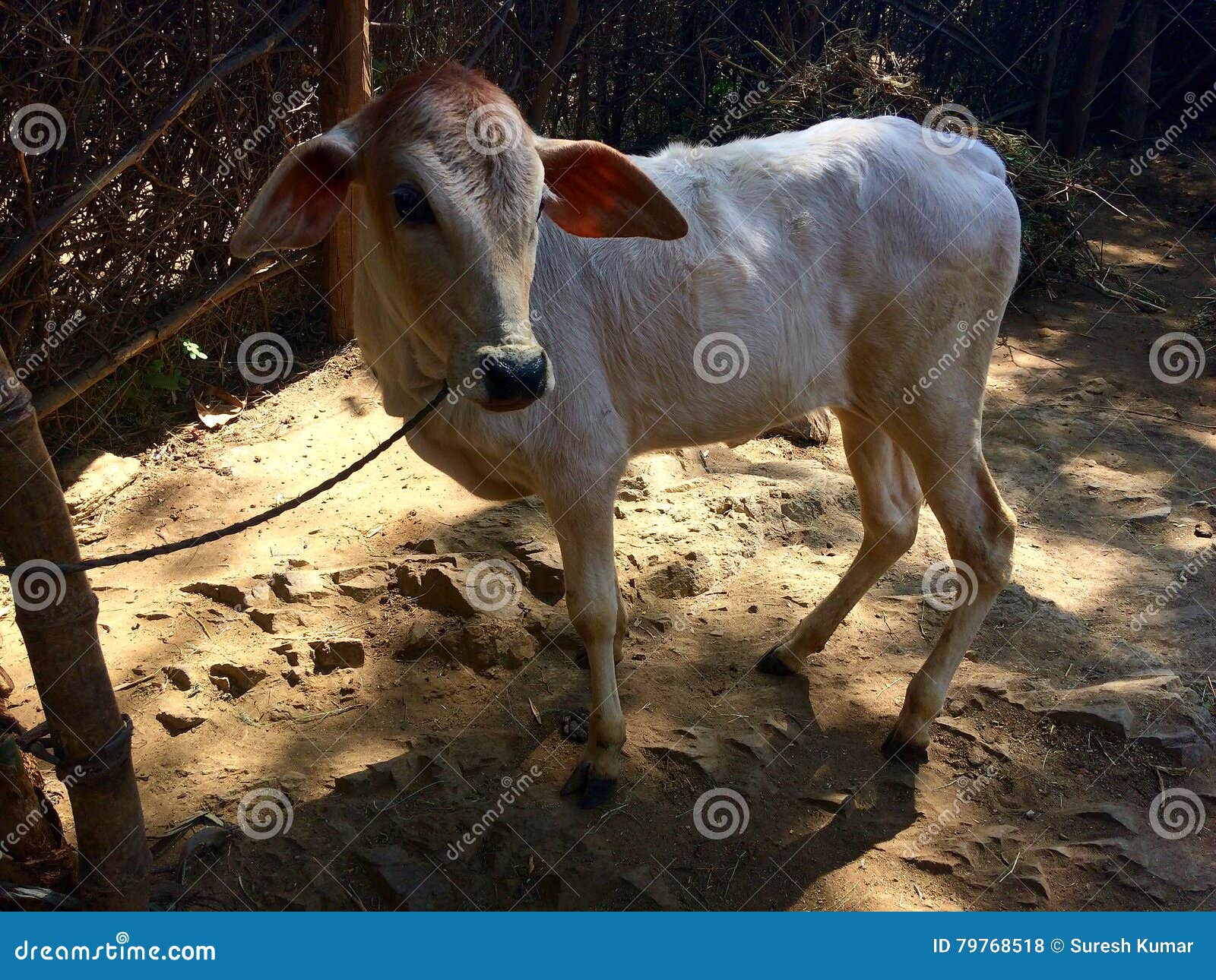 Cow child stock photo. Image of small, child, organism - 79768518