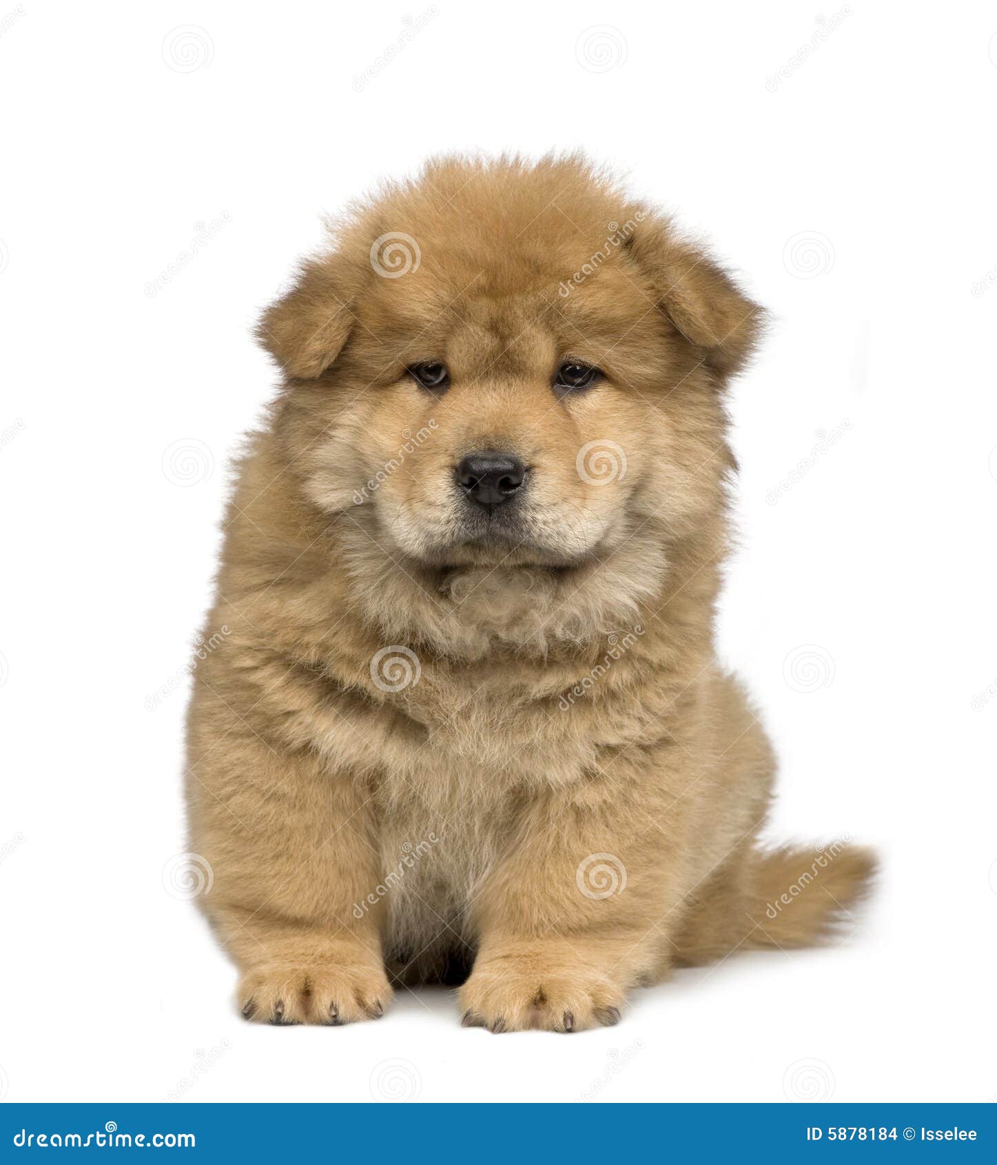 Cow chow (2 months) stock photo. Image of pedigreed, studio - 5878184