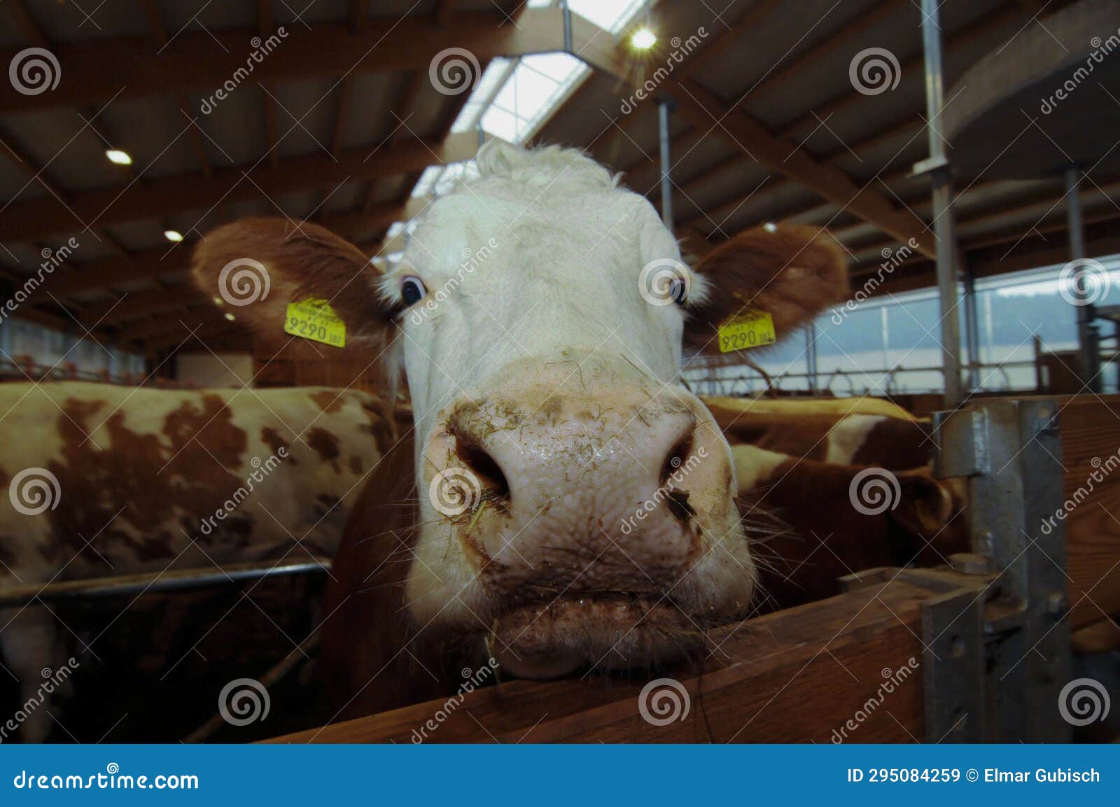 The Cow,an Classic Animal for Husbandry Stock Image - Image of economy ...