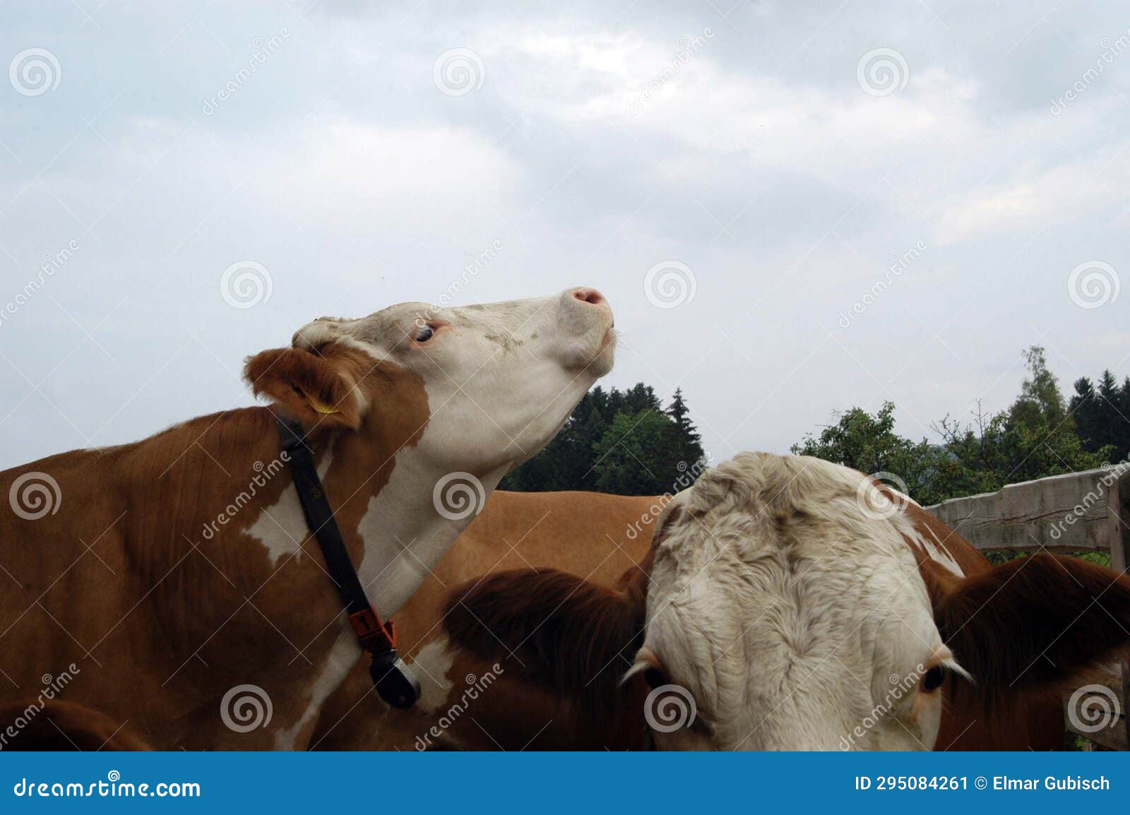 The Cow,an Classic Animal for Husbandry Stock Image - Image of ...