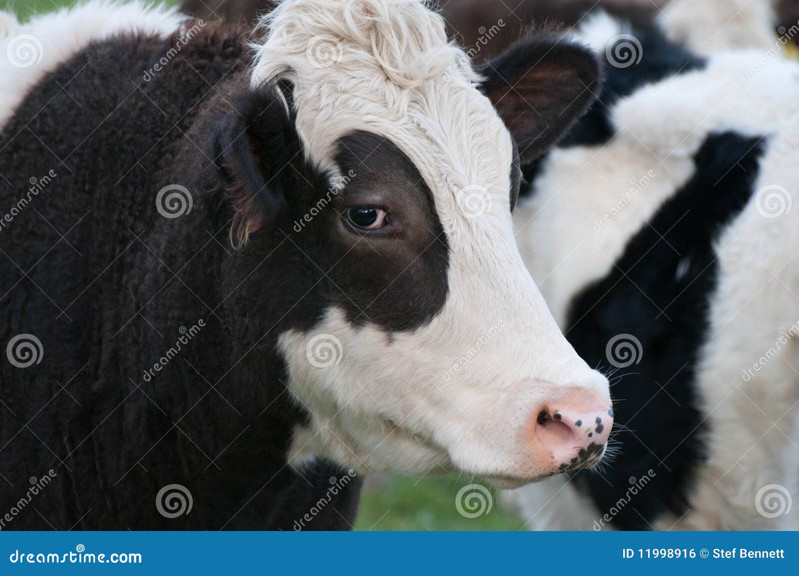 Cow, Close up stock photo. Image of mammals, eating, flock - 11998916
